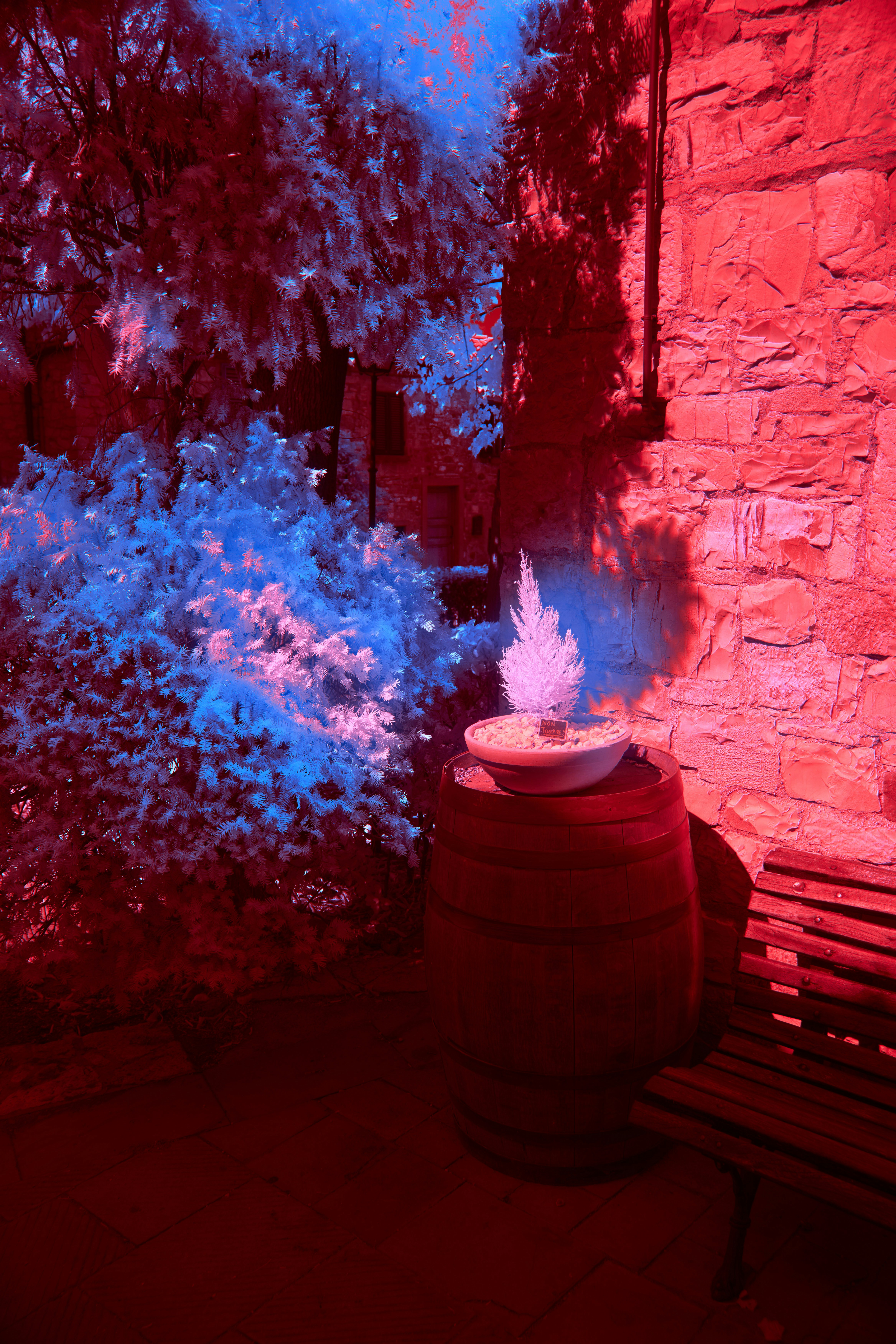 Neon Courtyard Equinox: A Barrel, Plant, and Stone Wall Bathed in Dual Hues