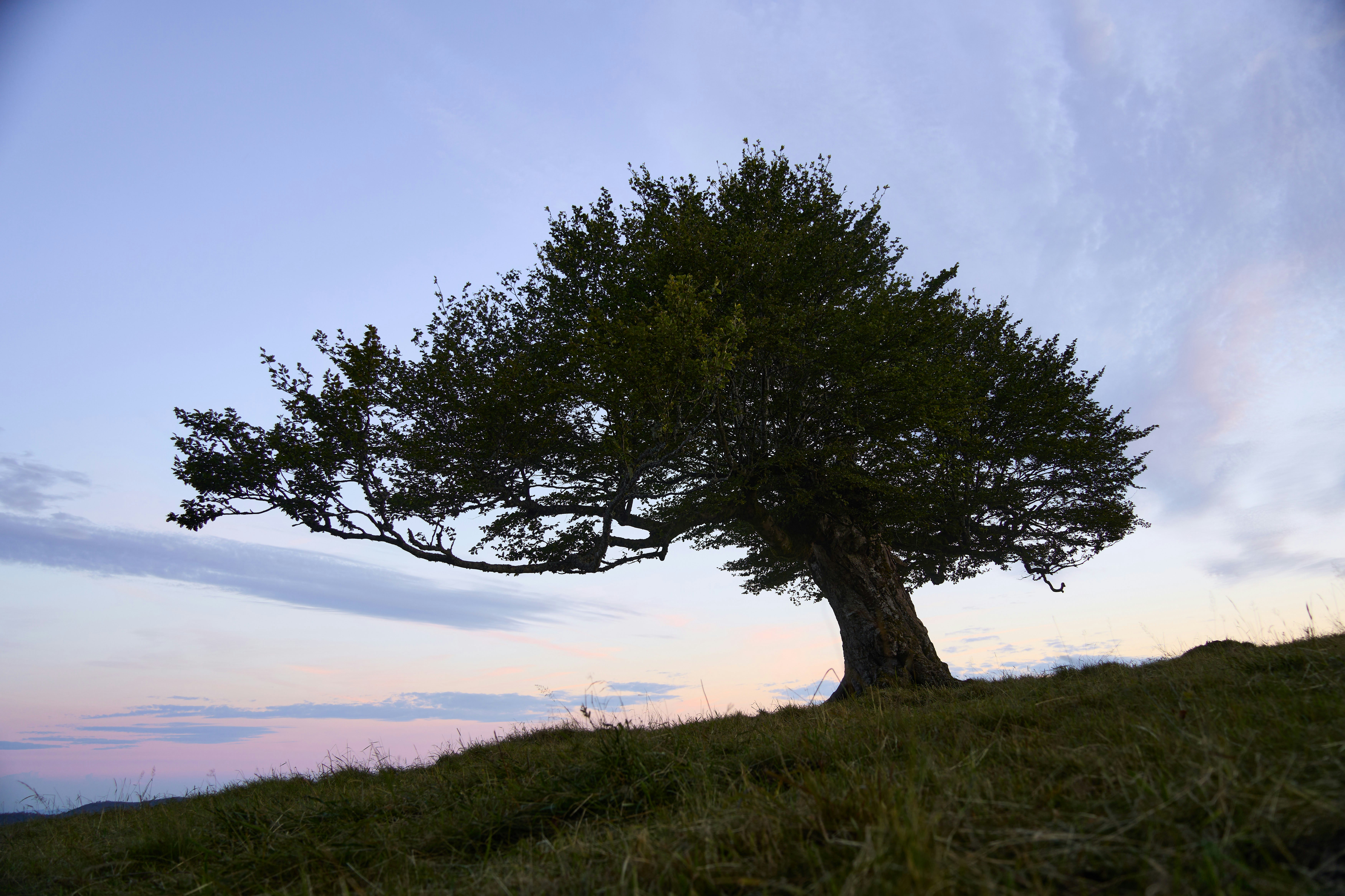 A solitary tree stands against a twilight sky, its branches stretching gracefully in the fading light.