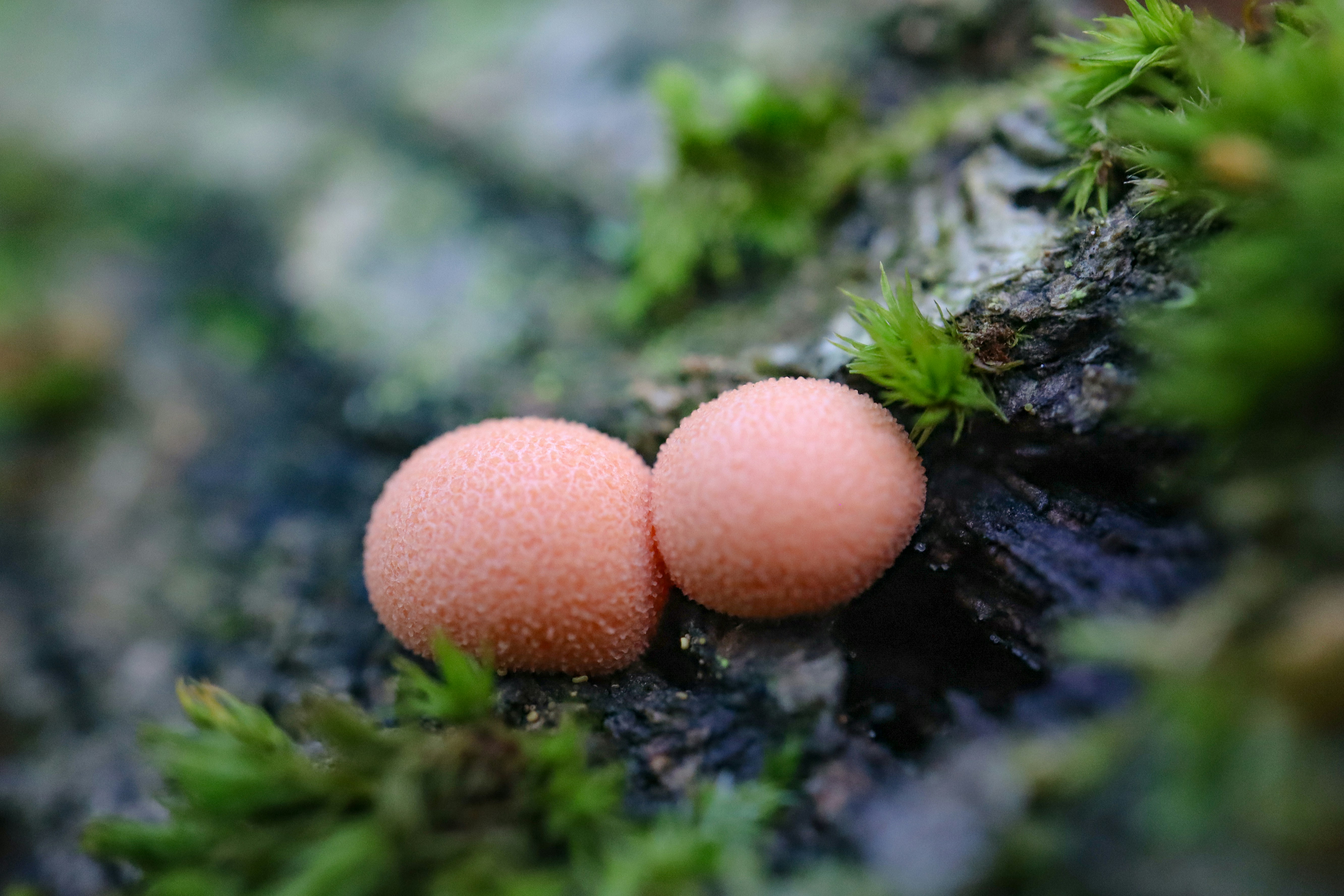 Nature's Delicate Duo: The Hidden Beauty of Fungi