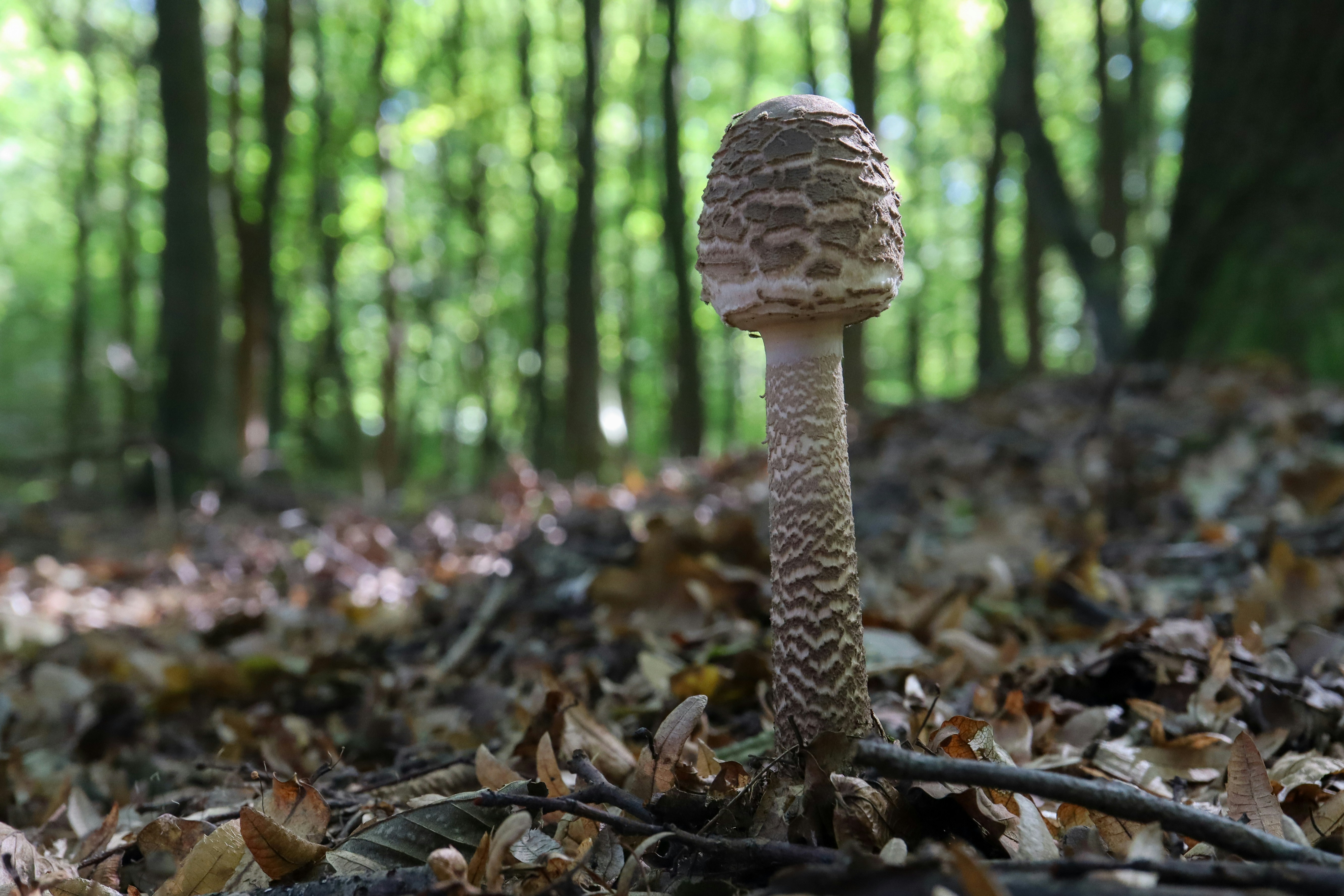 A solitary mushroom stands tall amidst a carpet of fallen leaves in a sun-dappled forest. Its intricate texture contrasts with the soft background of greenery.