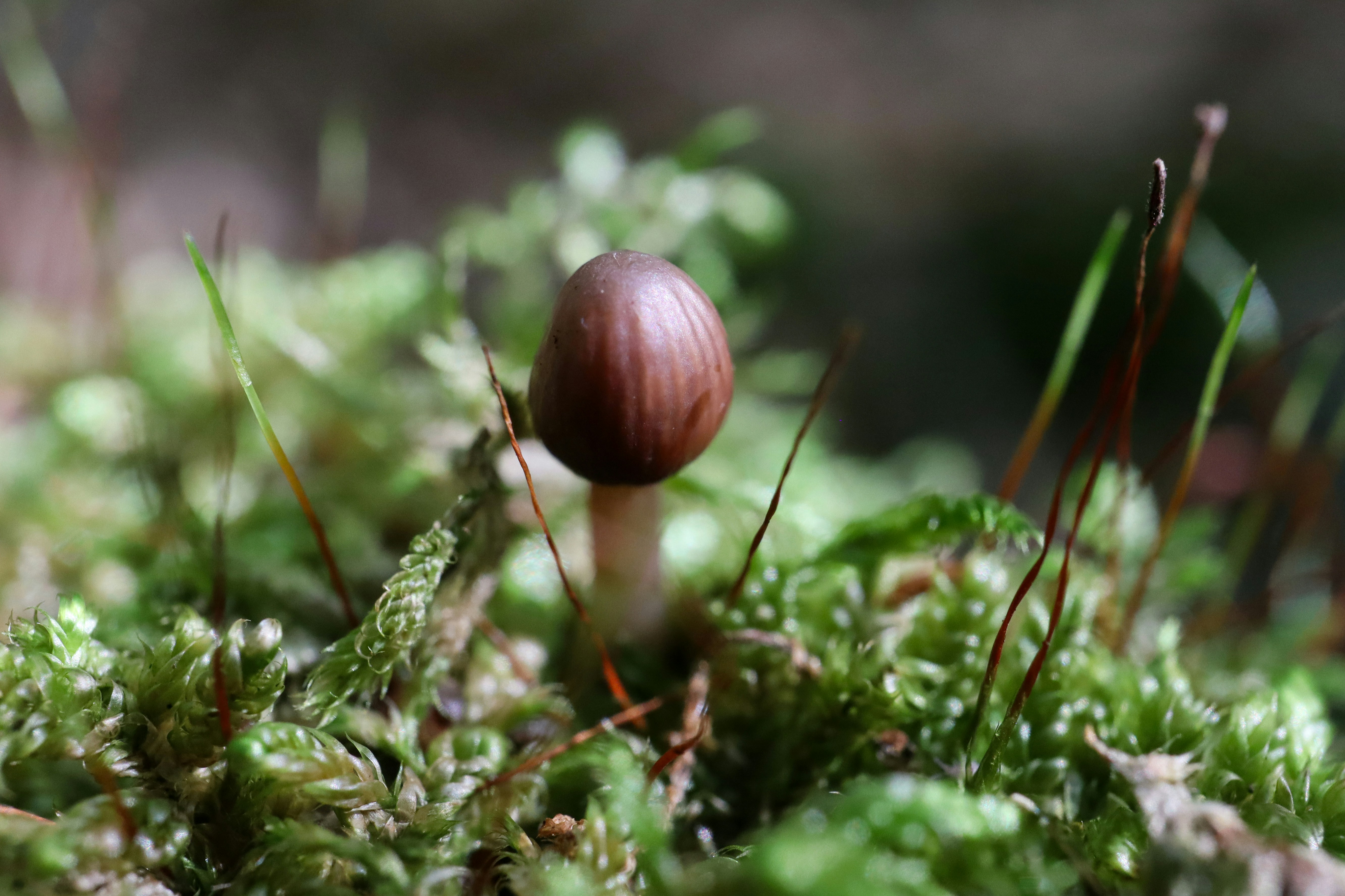 Whispers of the Forest Floor