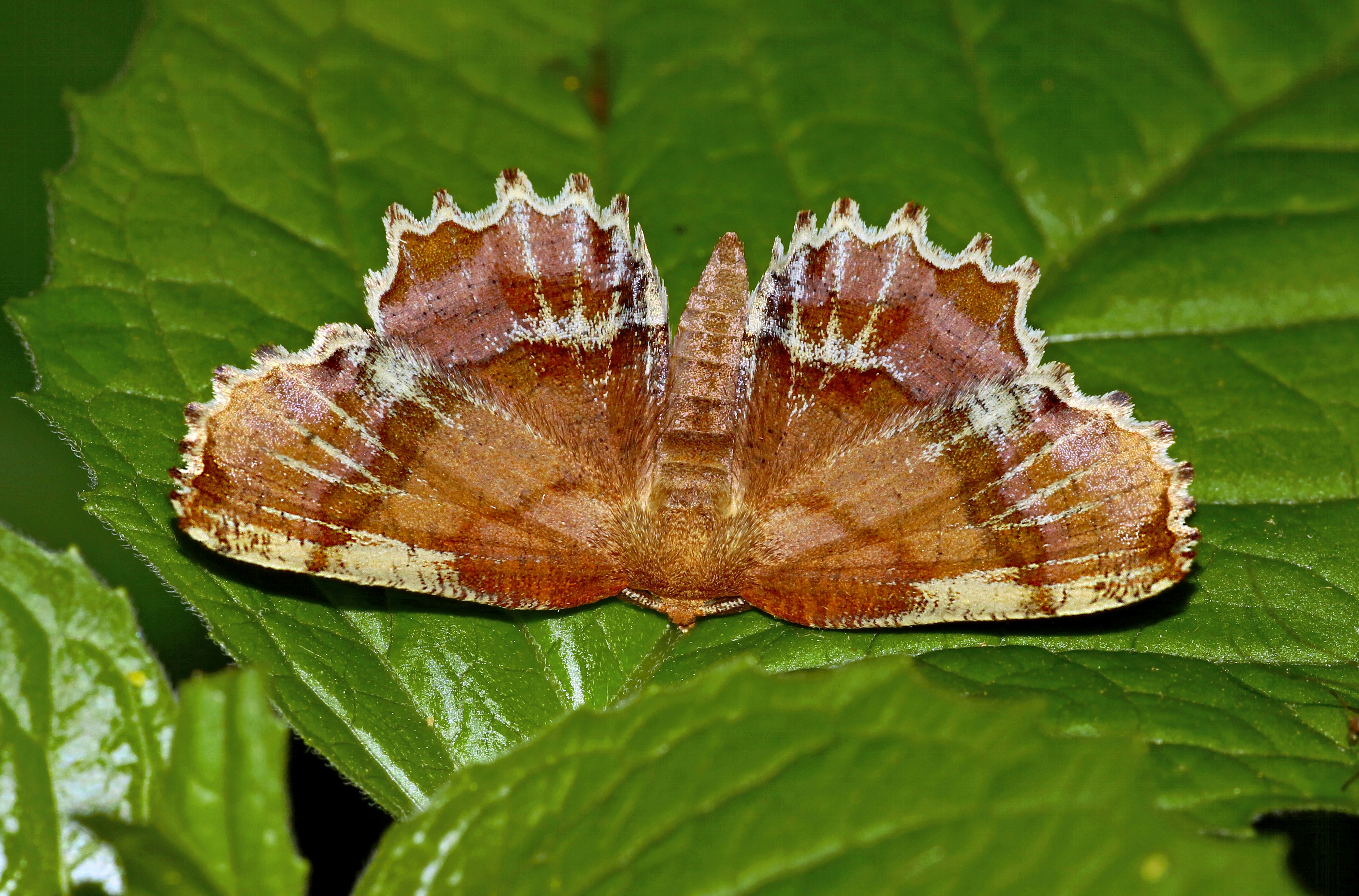 Scallop moth (Cepphis armataria) Ice Age National Scientific Reserve Unit, Baraboo, WI, USA taken: 6/6/2019, image no:_F2A4836aaa2p2025 | A brown moth rests on a green leaf.