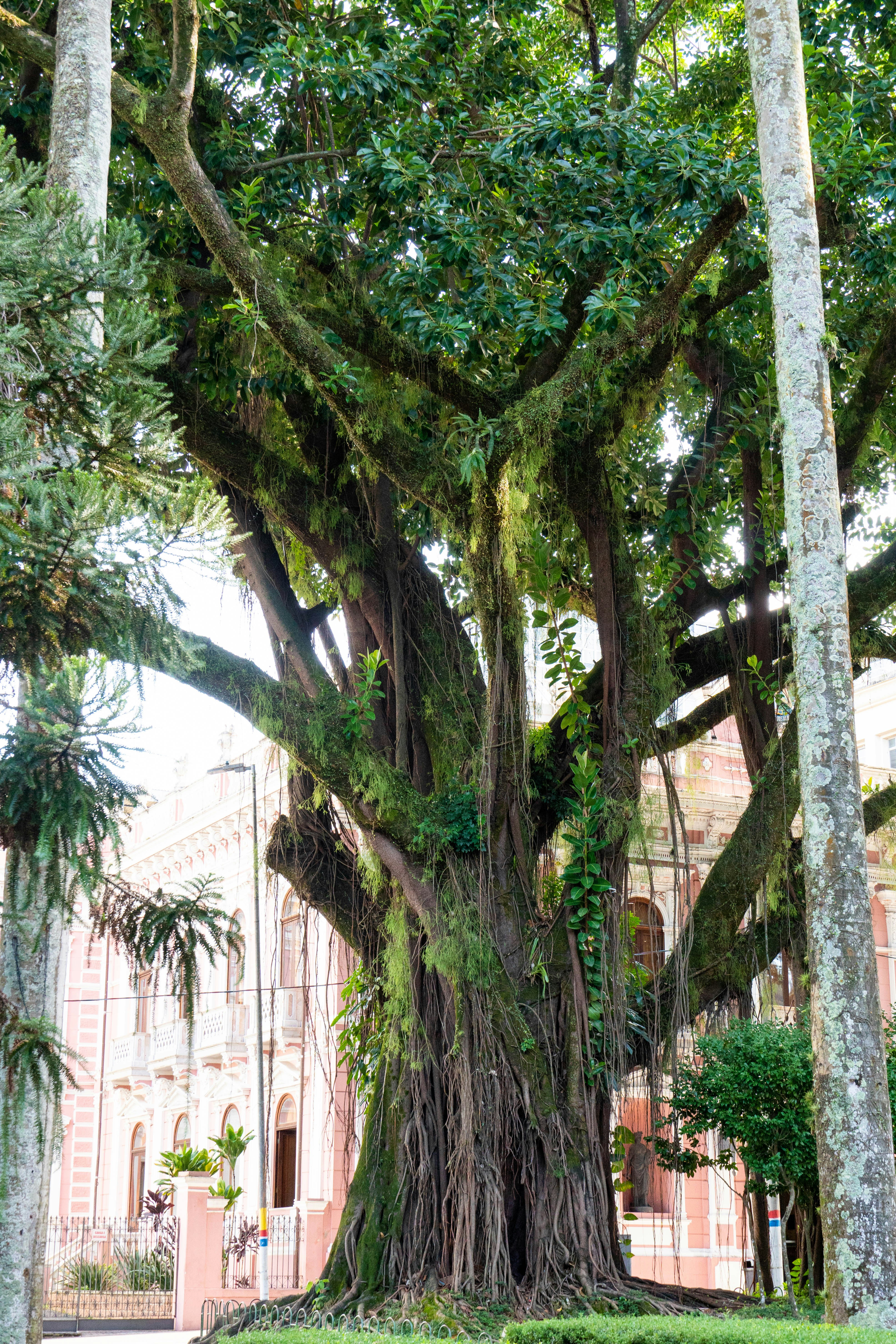 公園に根が垂れ下がった大きなガジュマルの木。の写真 – Unsplashの植物の無料画像