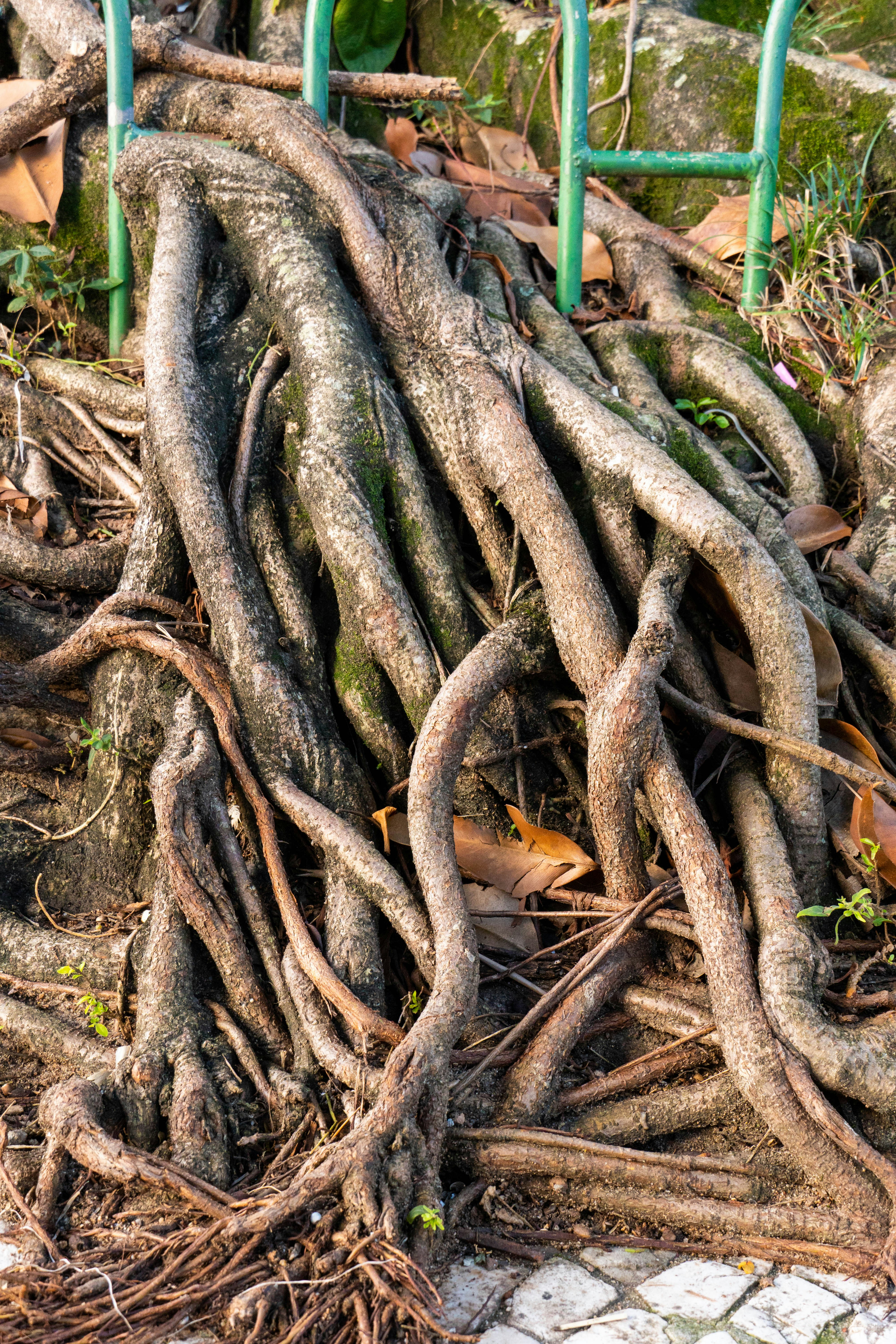 Thick tree roots intertwined with stone and green fence. photo – Free ...