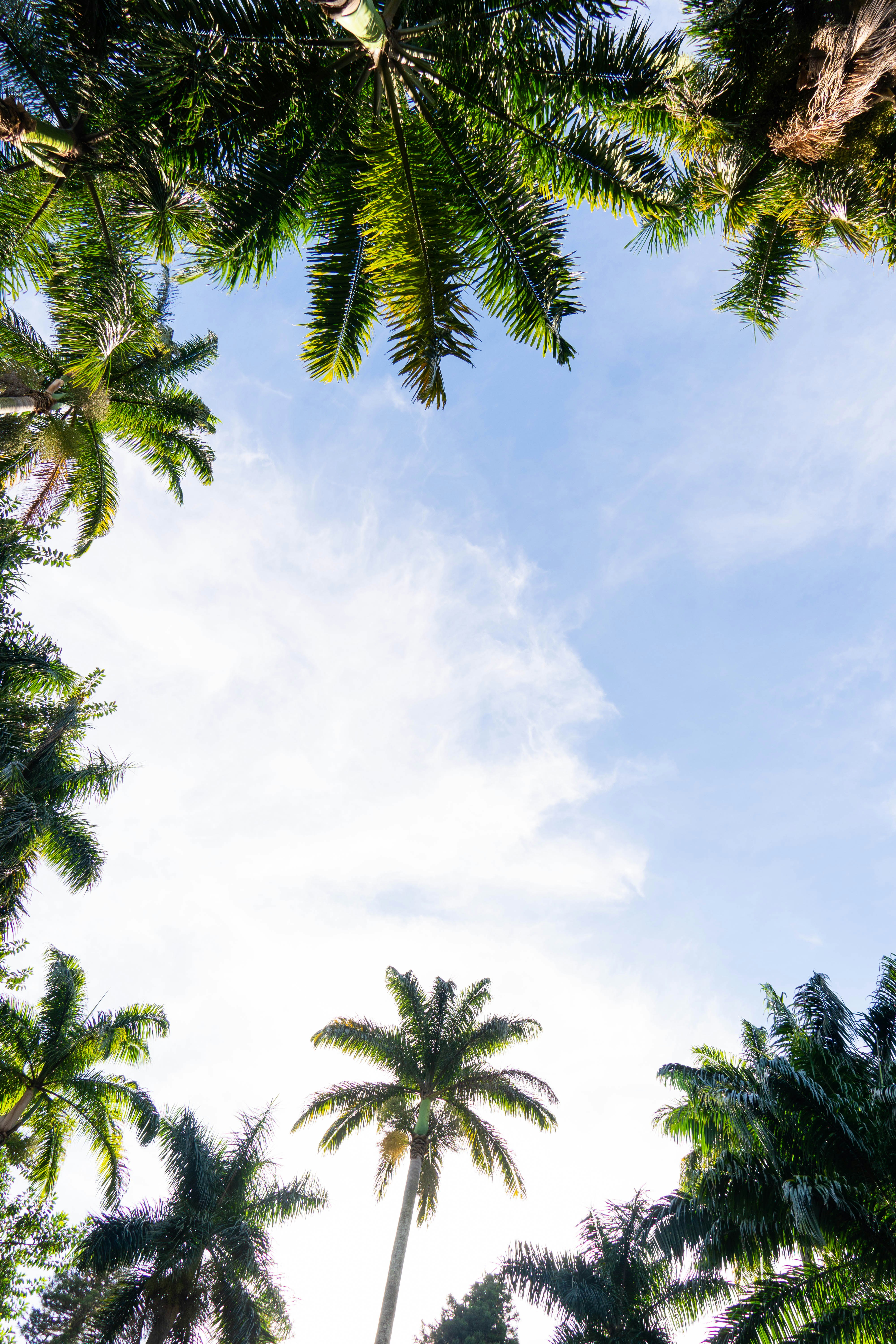 Regarder le ciel à travers les palmiers photo – Image gratuite de ...