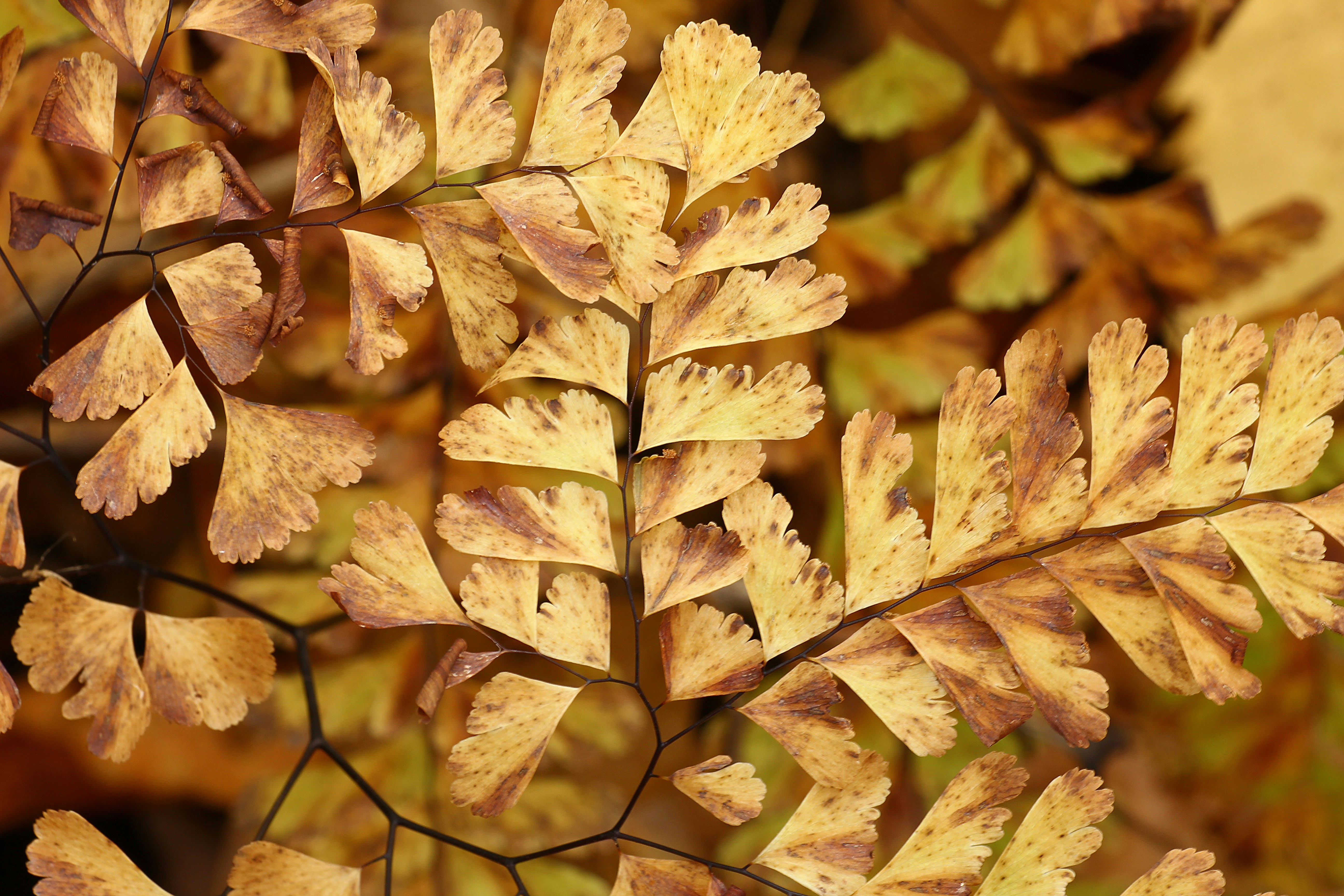 Autumn's Whisper: The Elegance of Dried Ferns