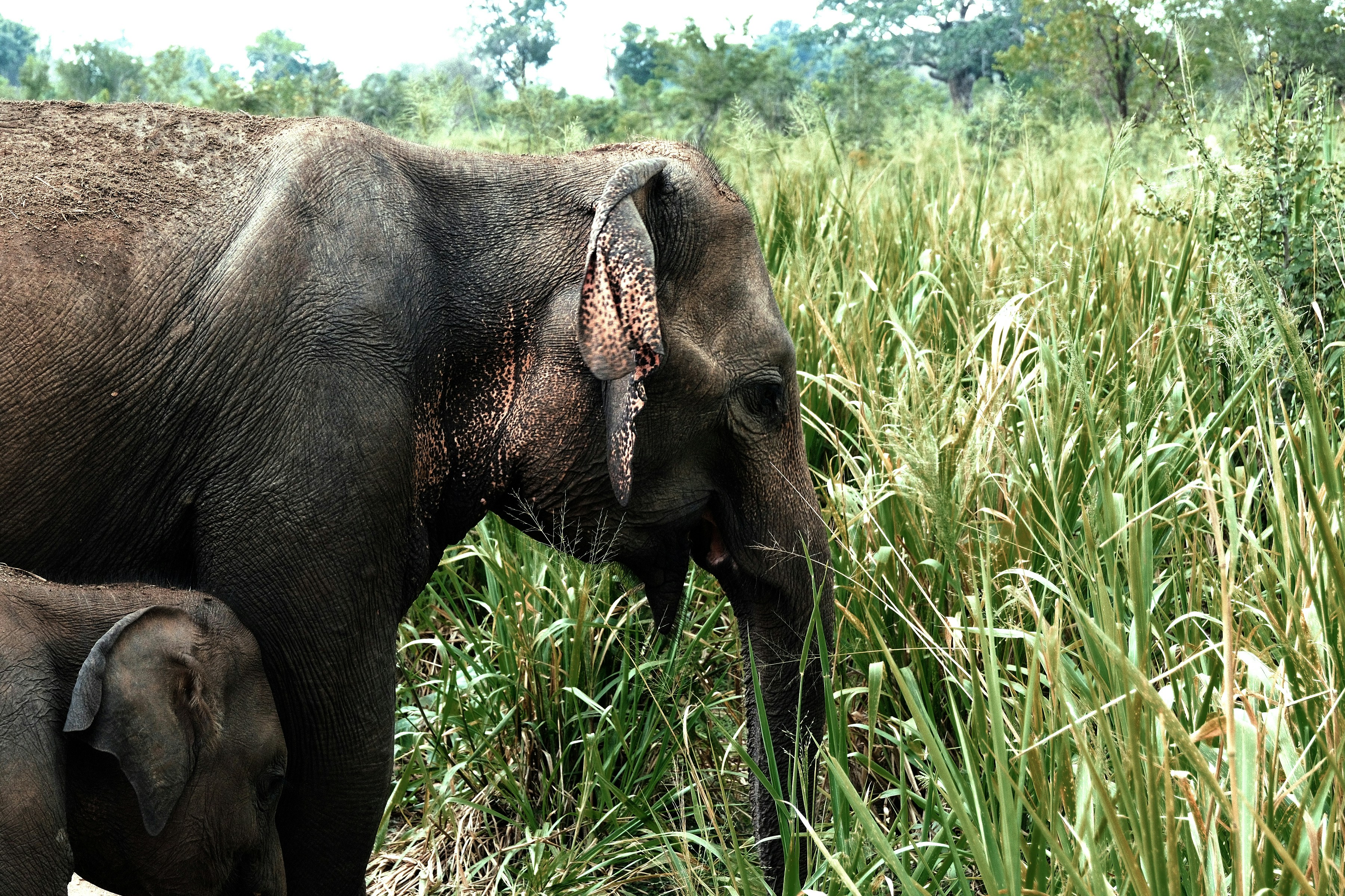 An elephant and her calf eating grass