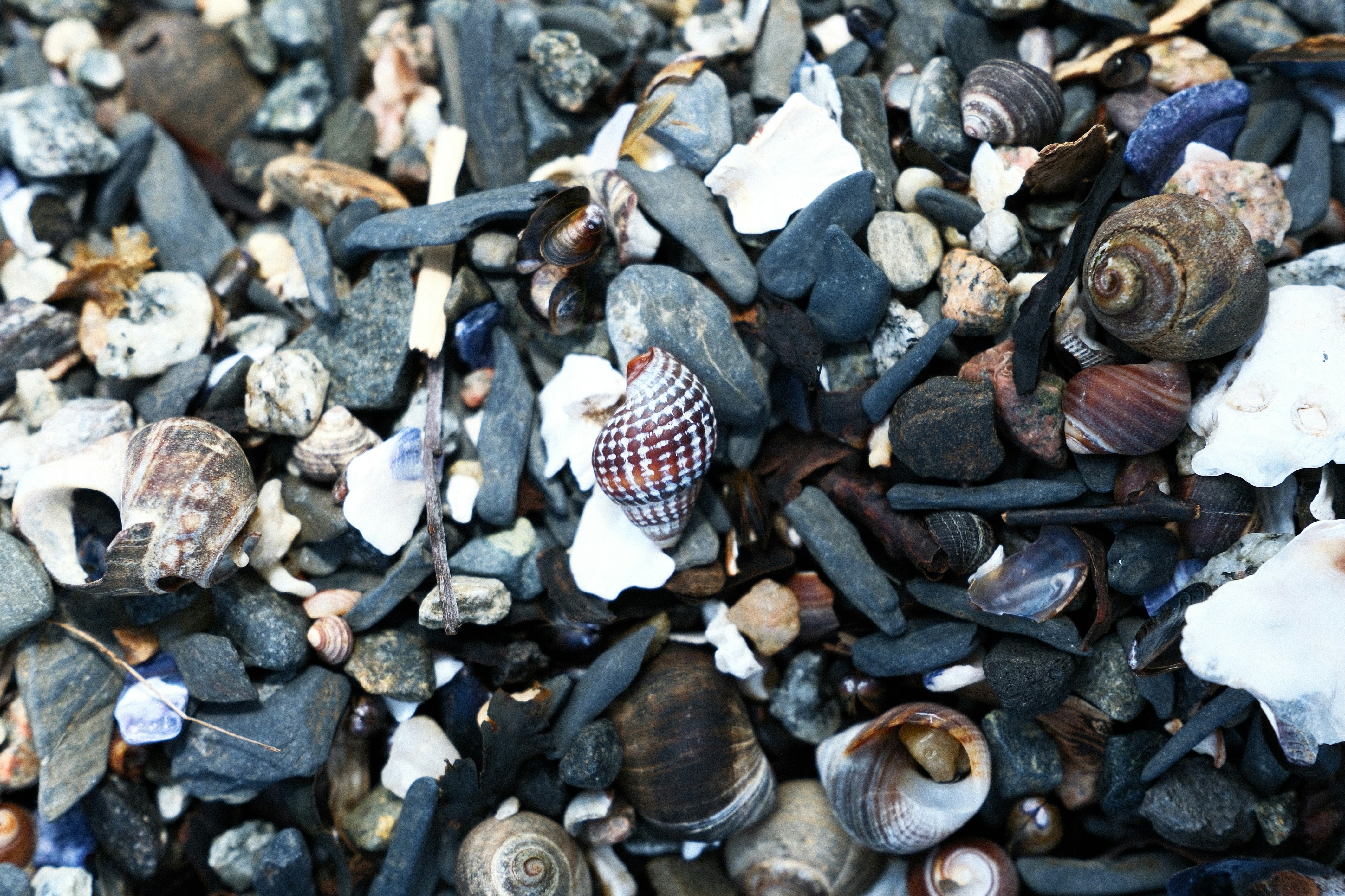 Nature's Mosaic: A Tapestry of Shells and Stones
