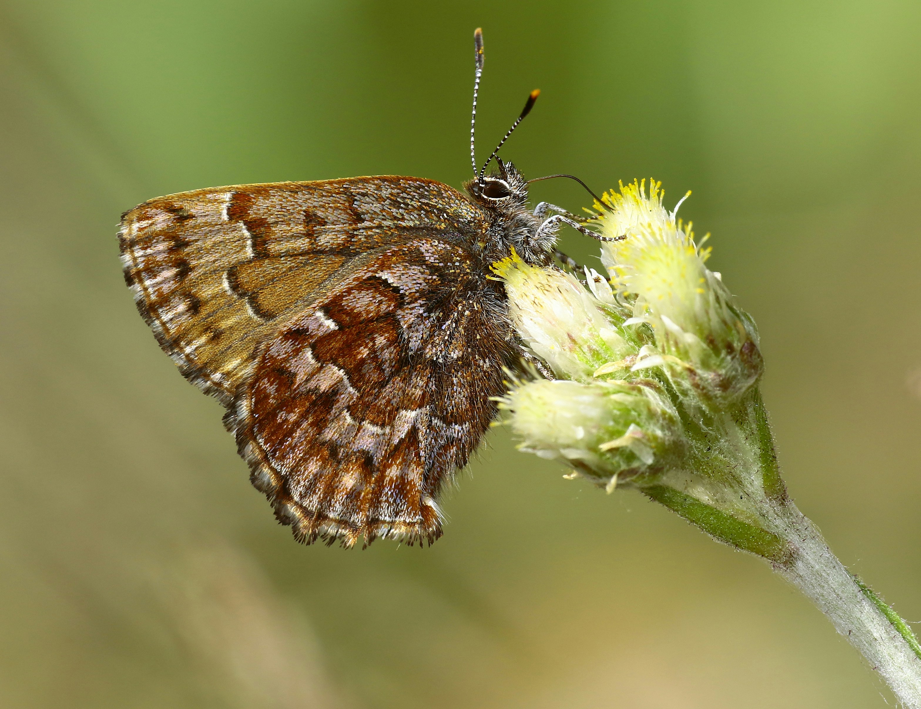 Delicate Dance of Nature's Artisan