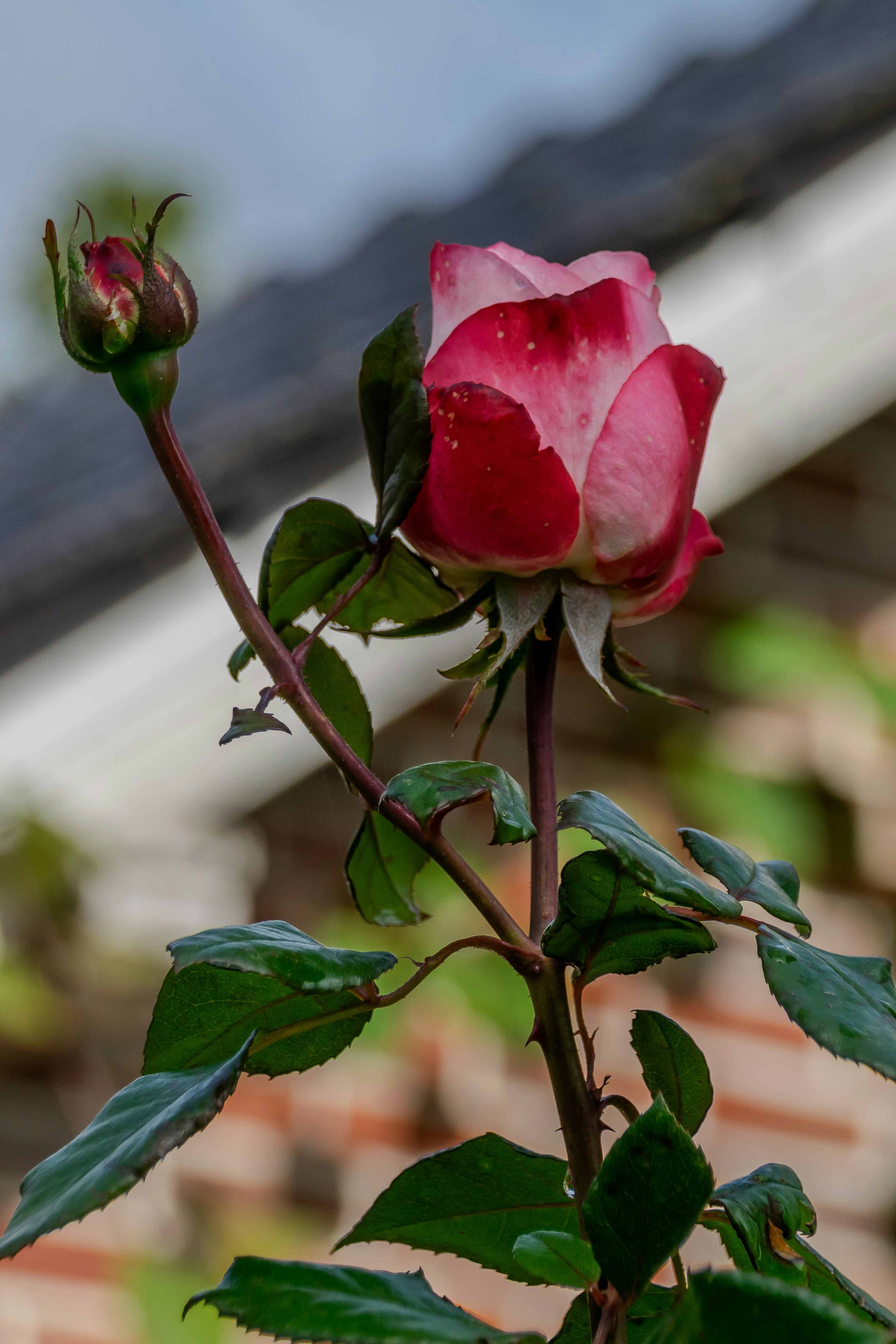 Blossoming Elegance: A Rose in Its Prime