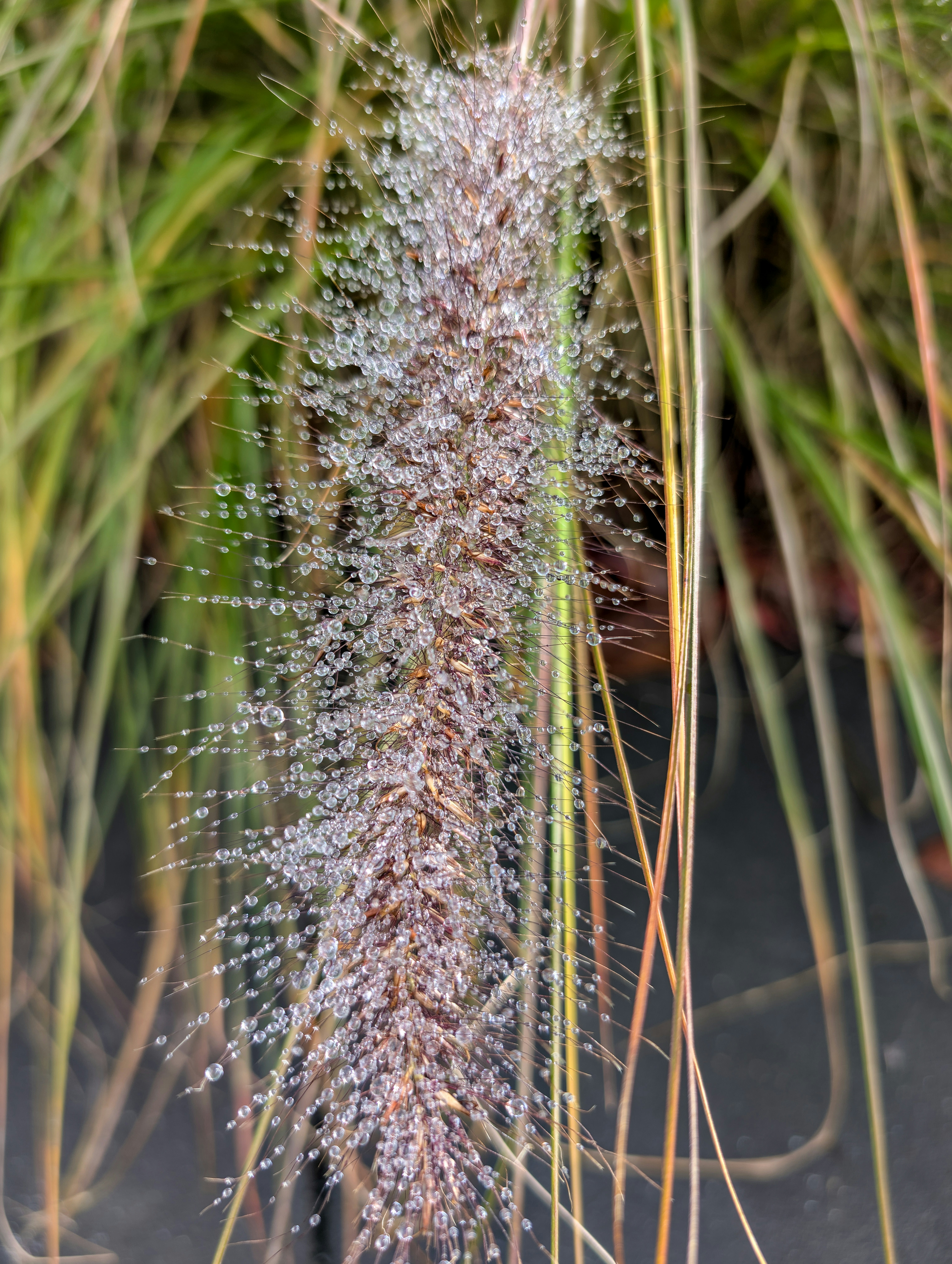 Nature's Crystal Adornment
