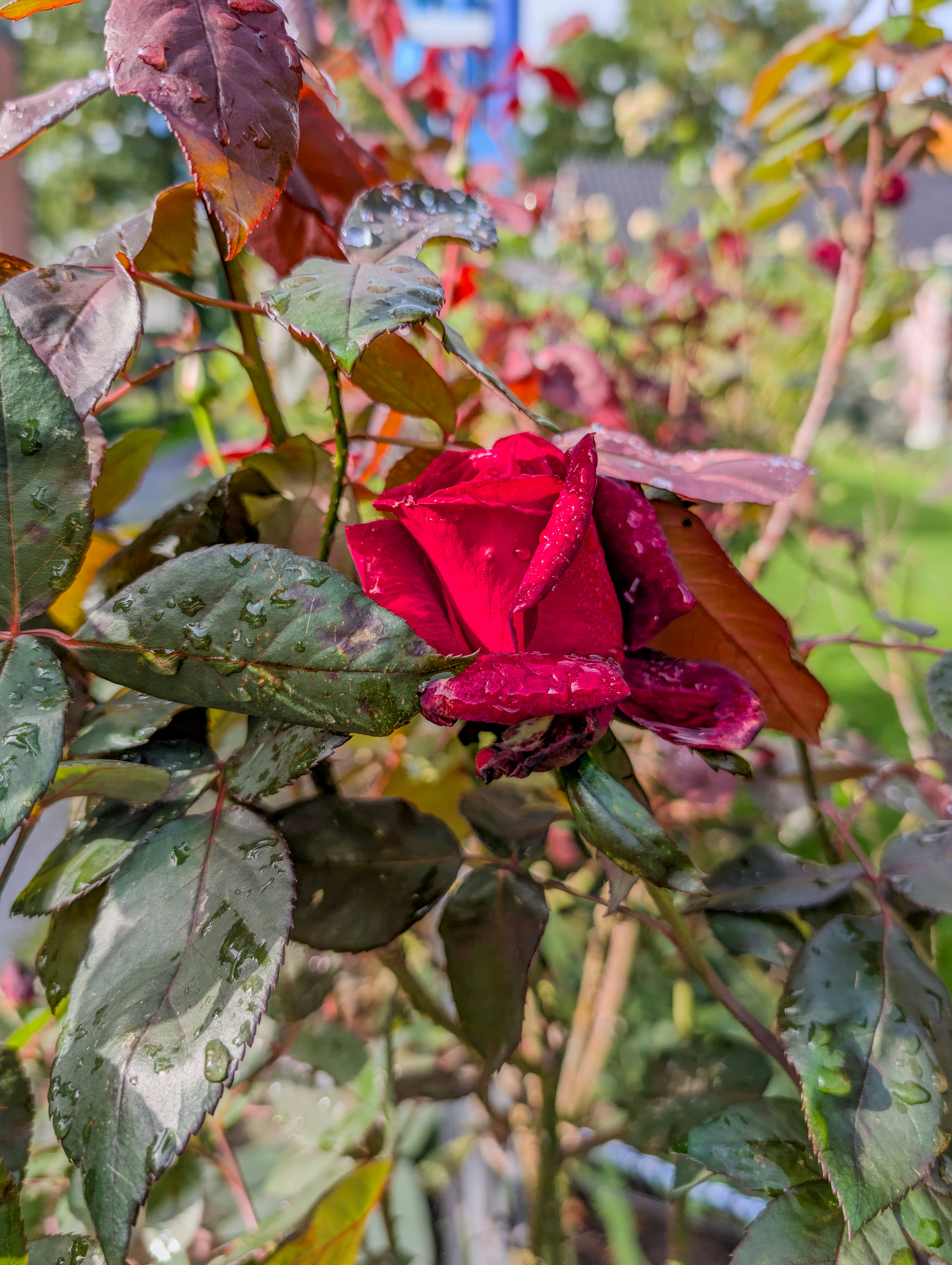 Crimson Blossom Amidst Autumn's Embrace