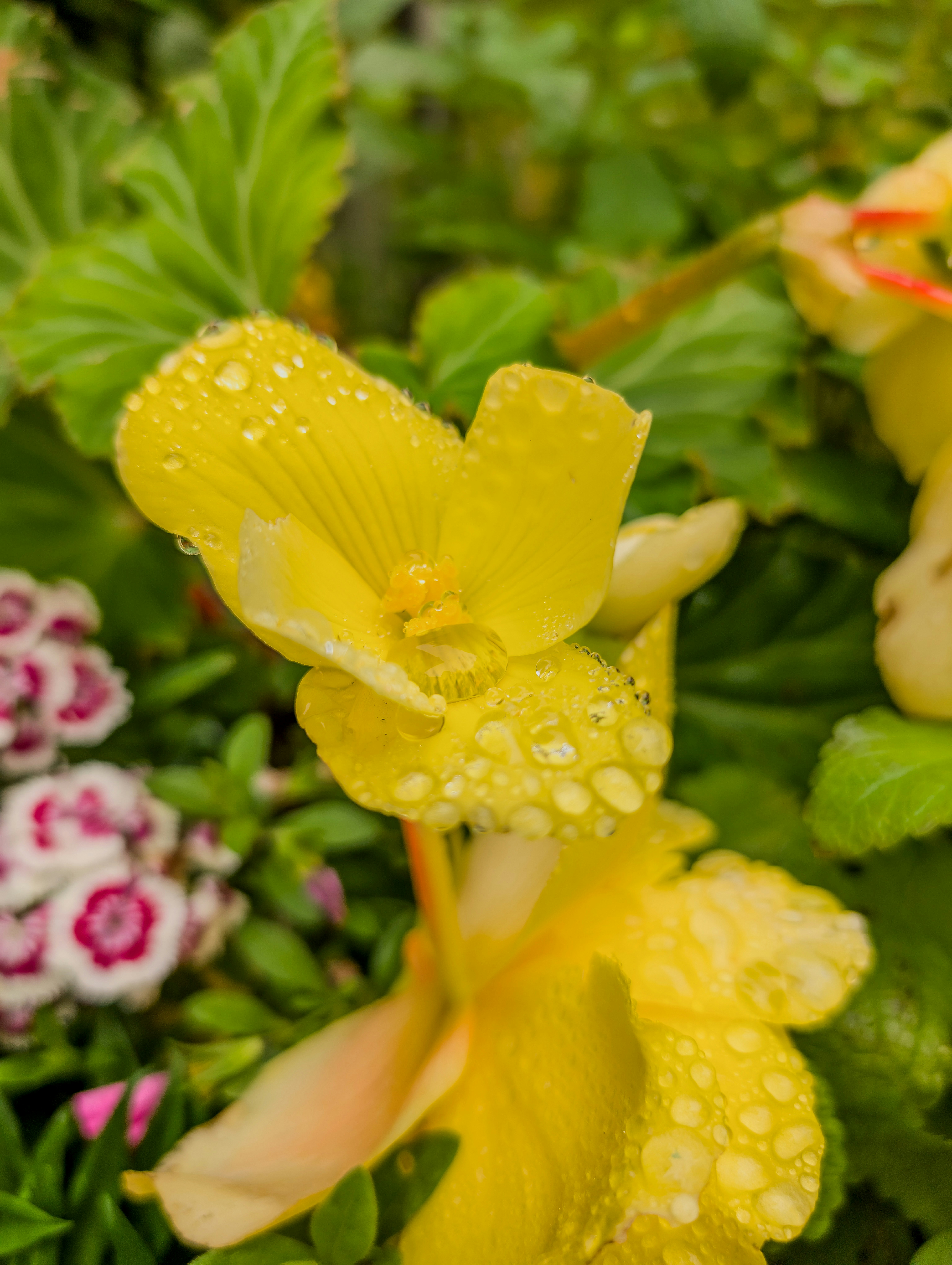 Yellow flowers with water droplets after rain.