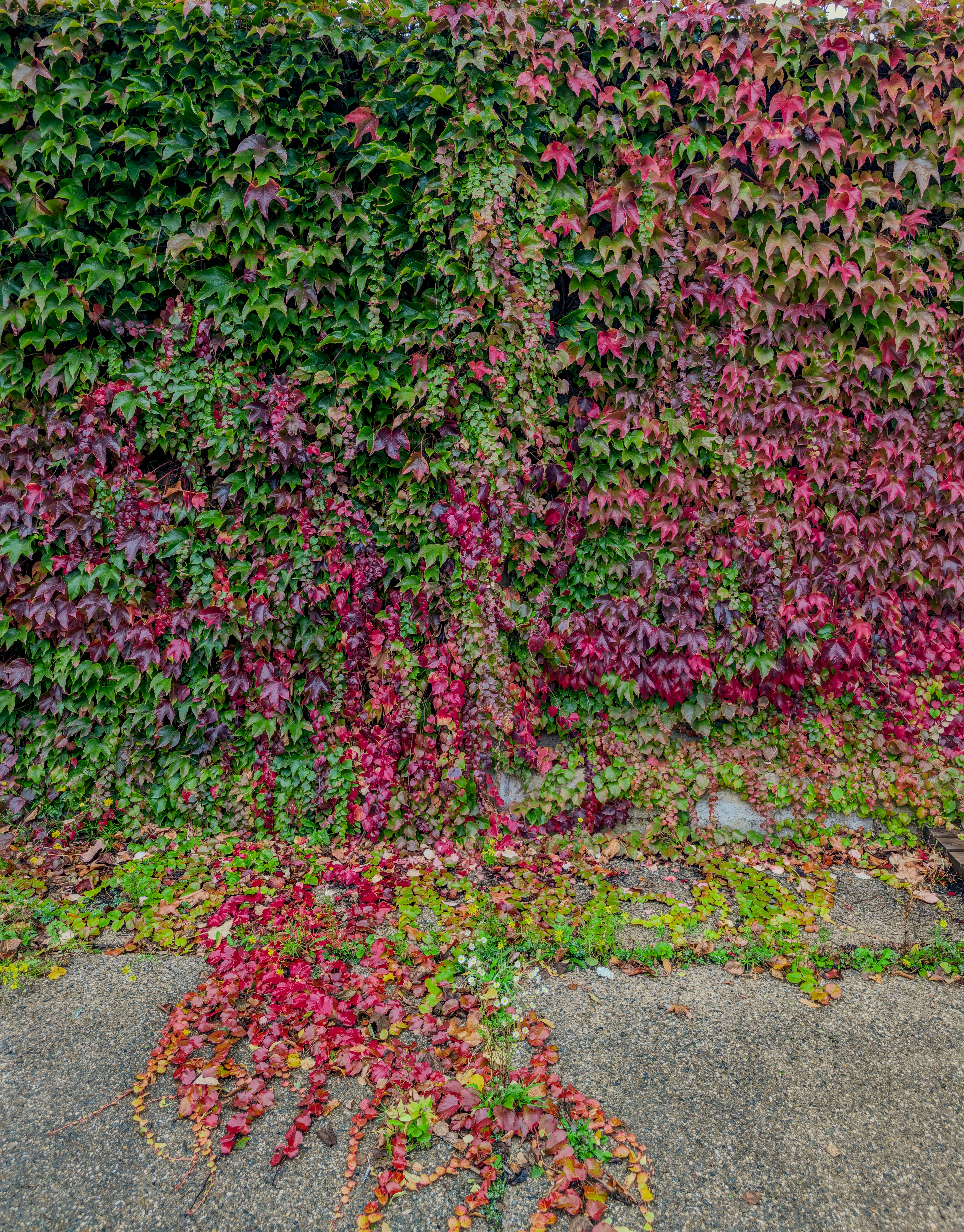 Vibrant green and red ivy cascading over a textured wall, with tendrils sprawling across the ground. The scene captures the beauty of nature reclaiming urban space.