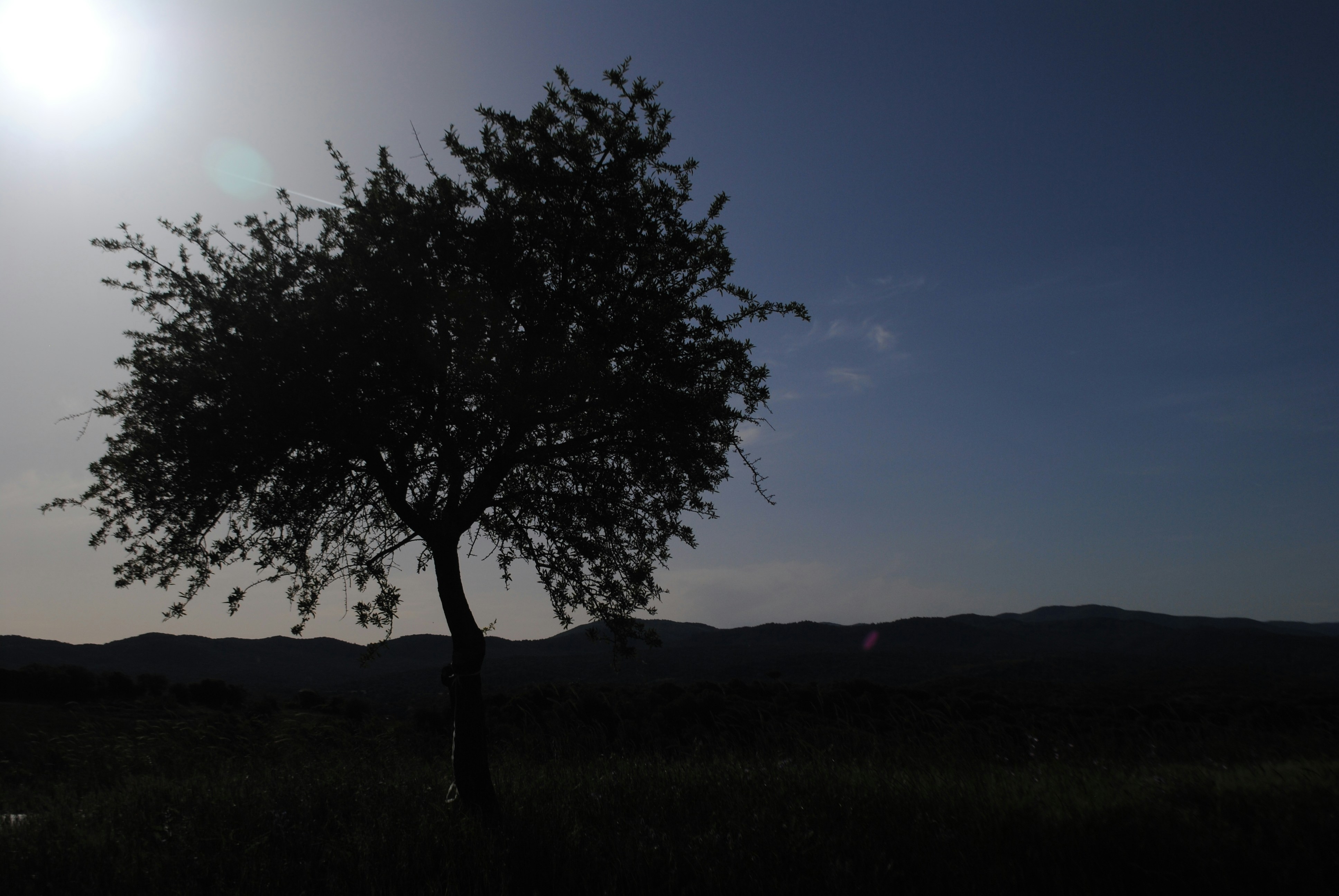 Silhouette of Resilience Against the Setting Sun