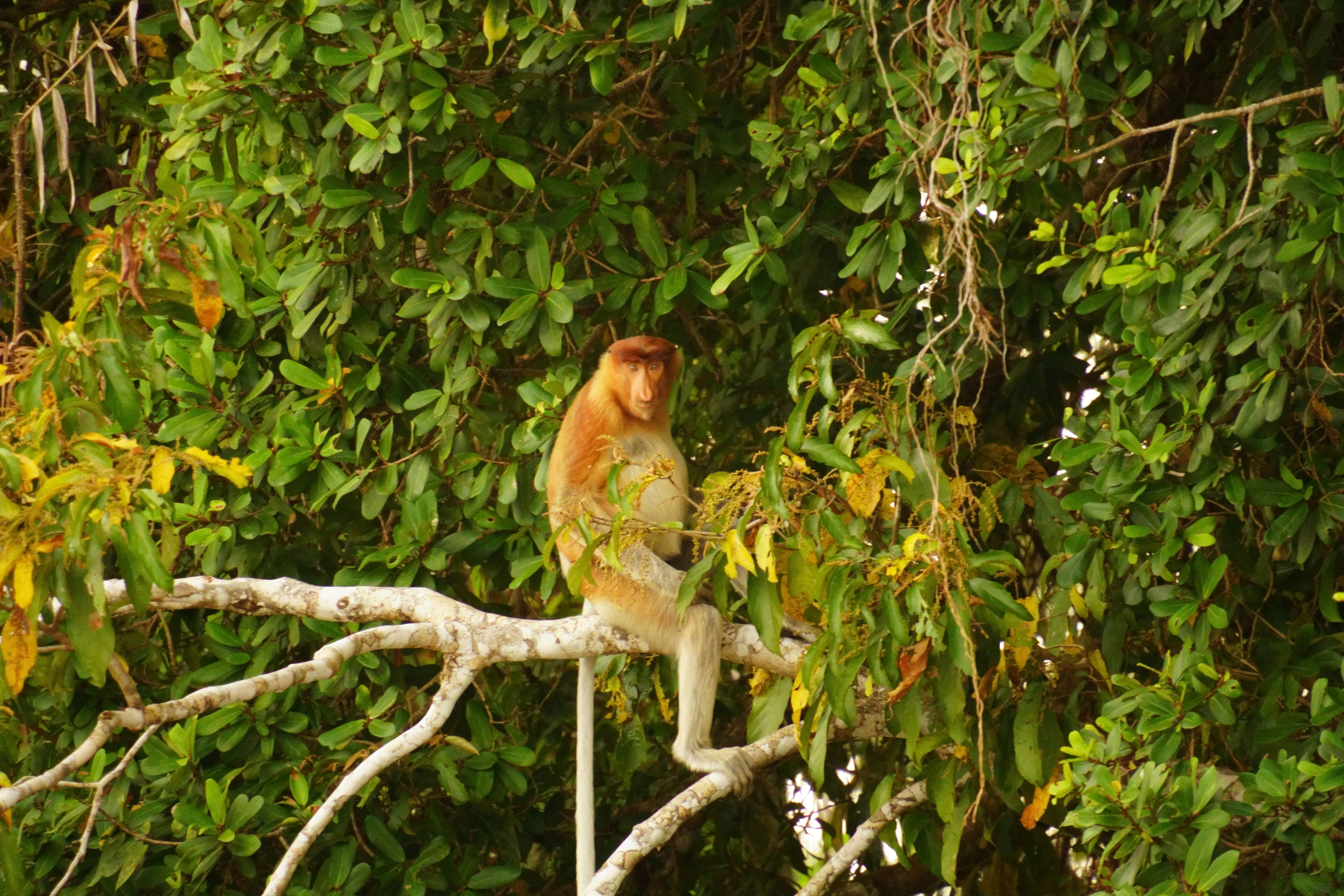 Proboscis monkey sitting on a tree branch