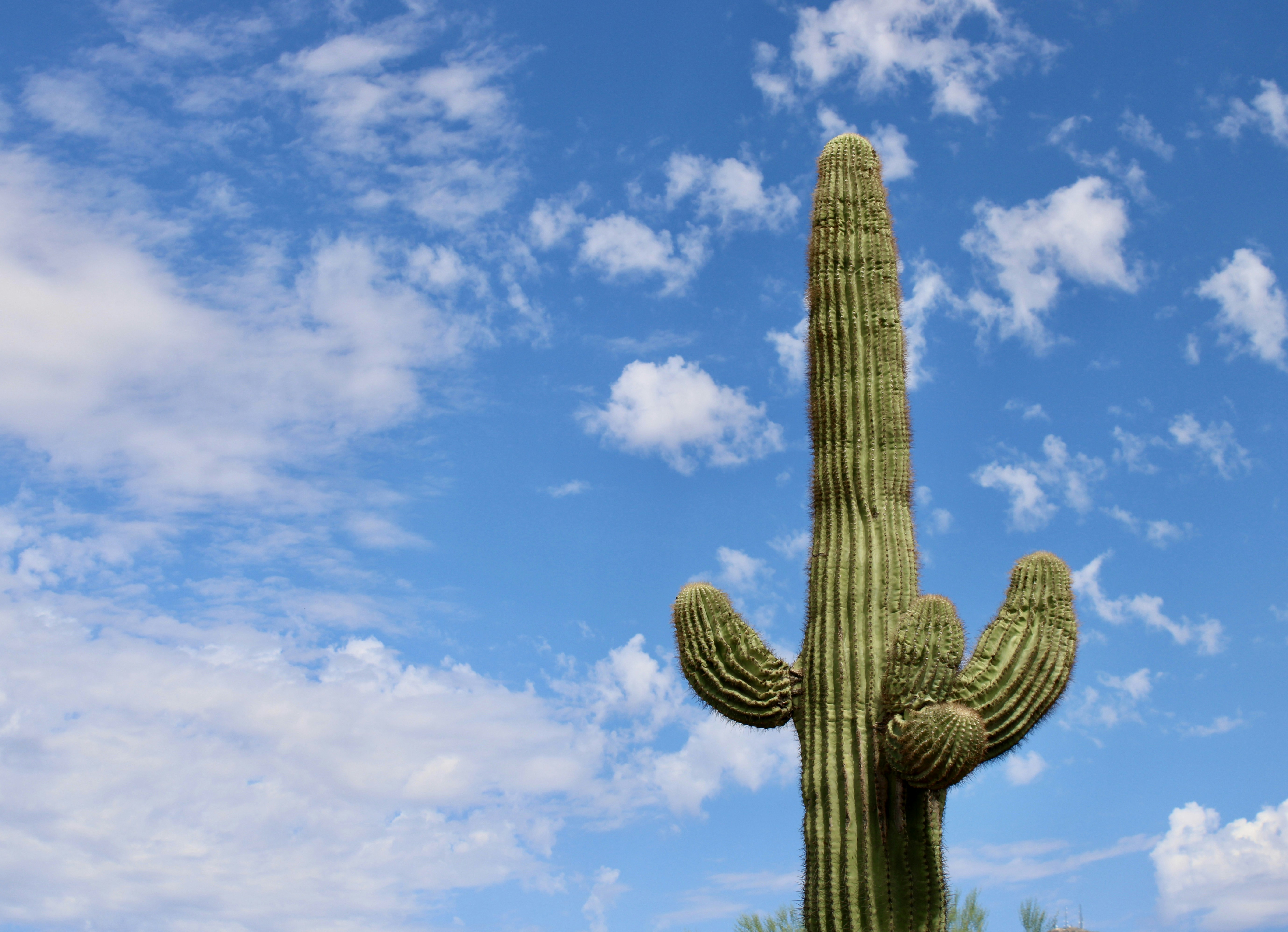 Cactus in Arizona | A tall saguaro cactus against a blue sky.