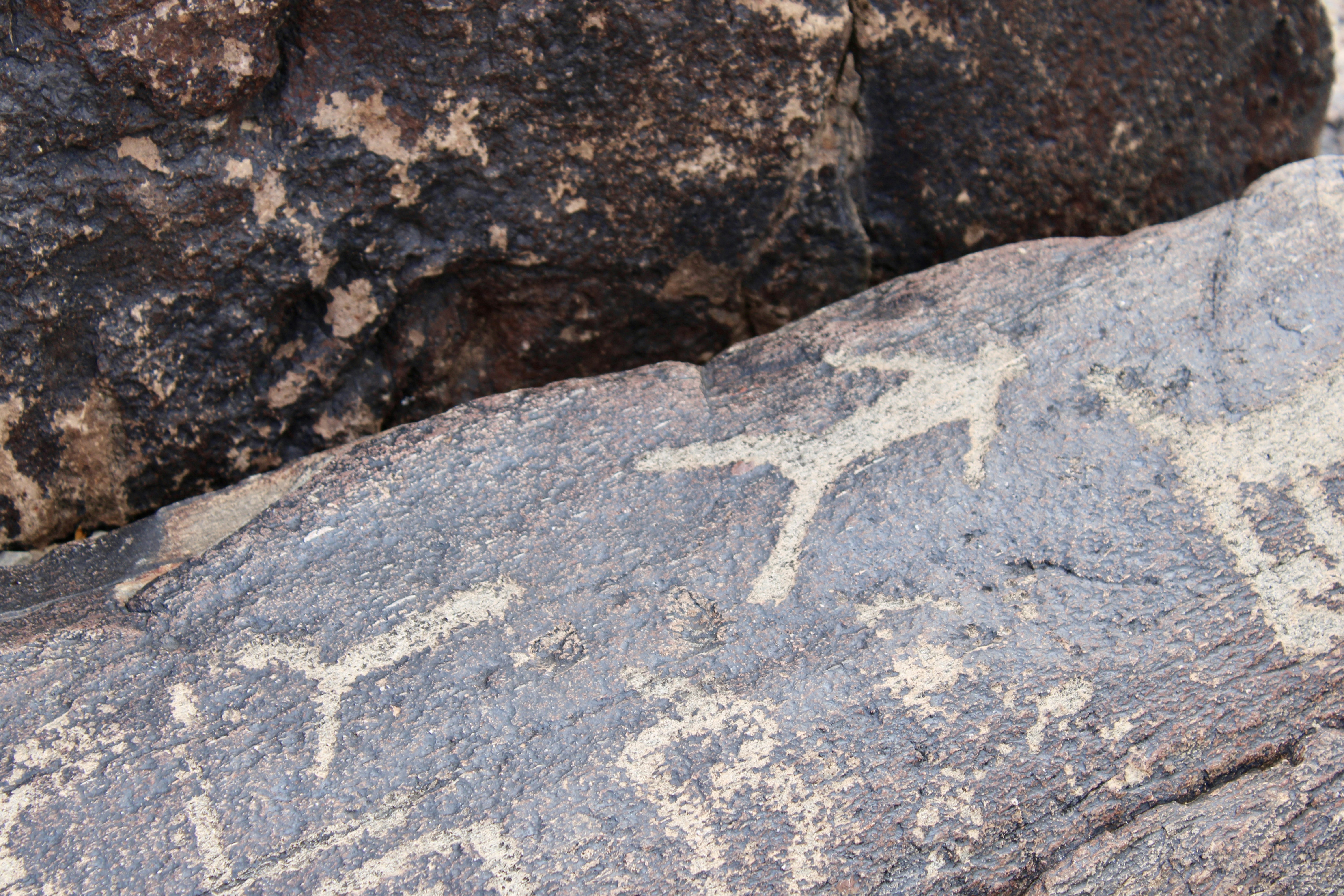 From Honu to Hard Shell: Everything You Need to Know About Hawaiian Green