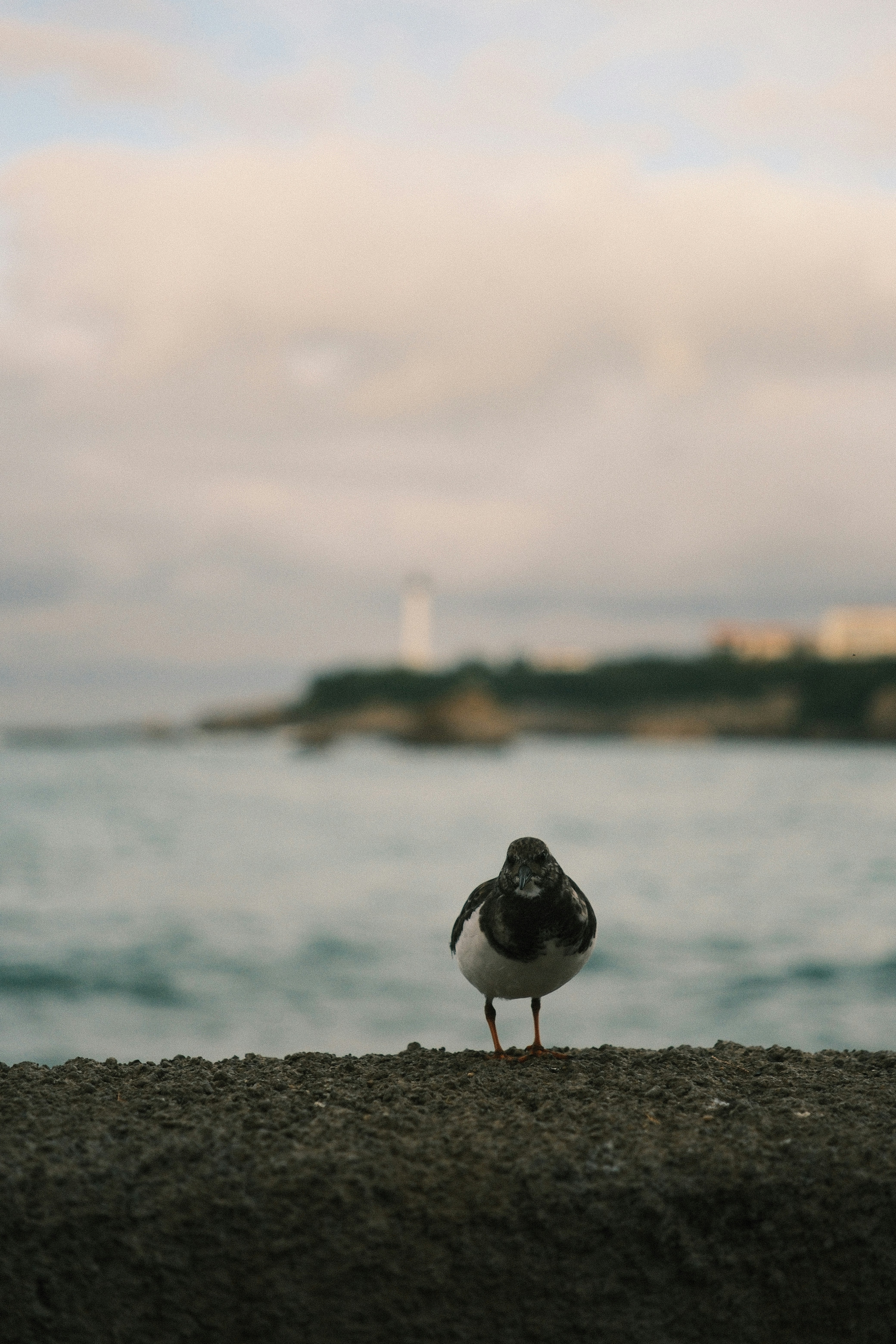 Serene Shoreline Watcher