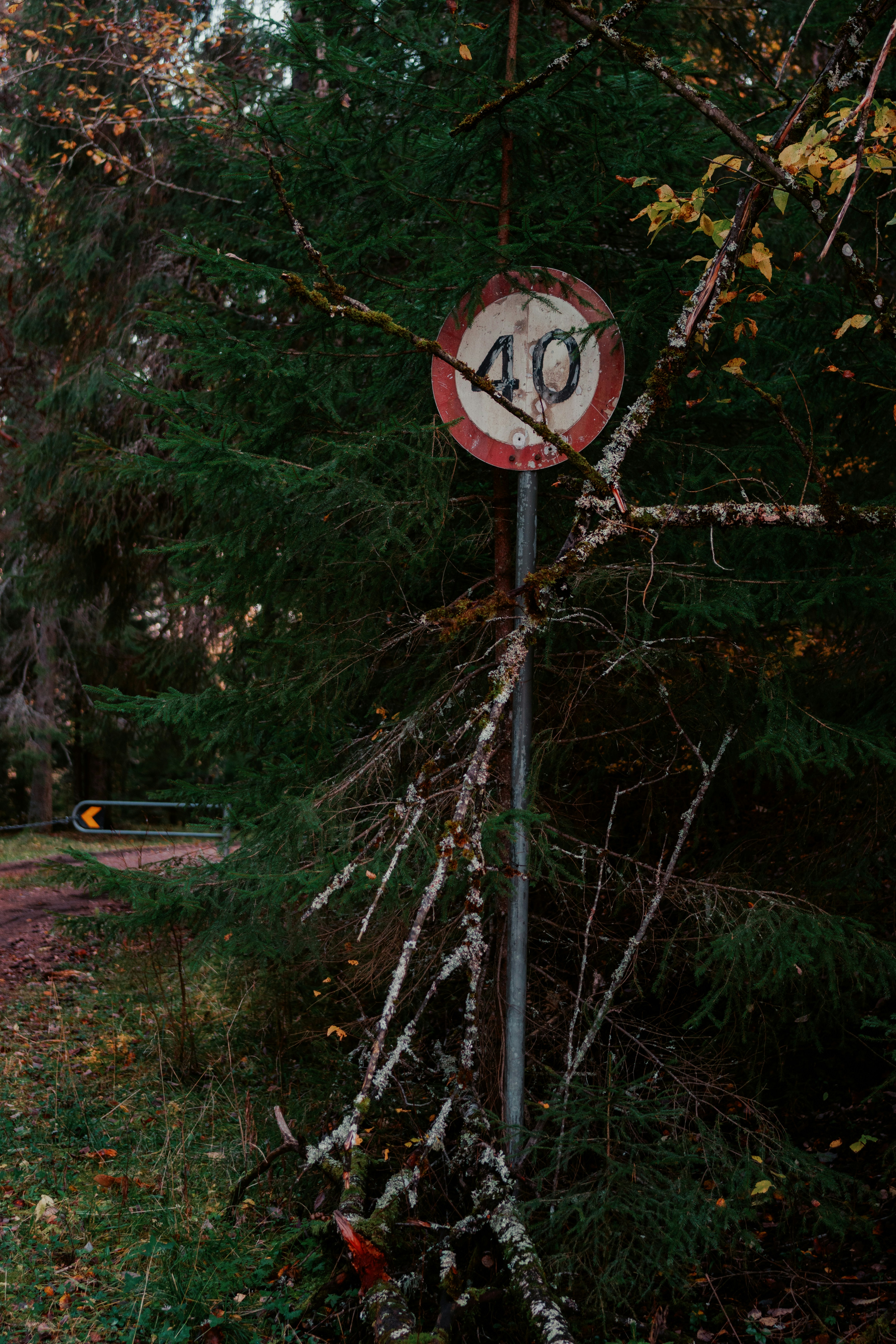 Nature's Embrace on a Speed Limit