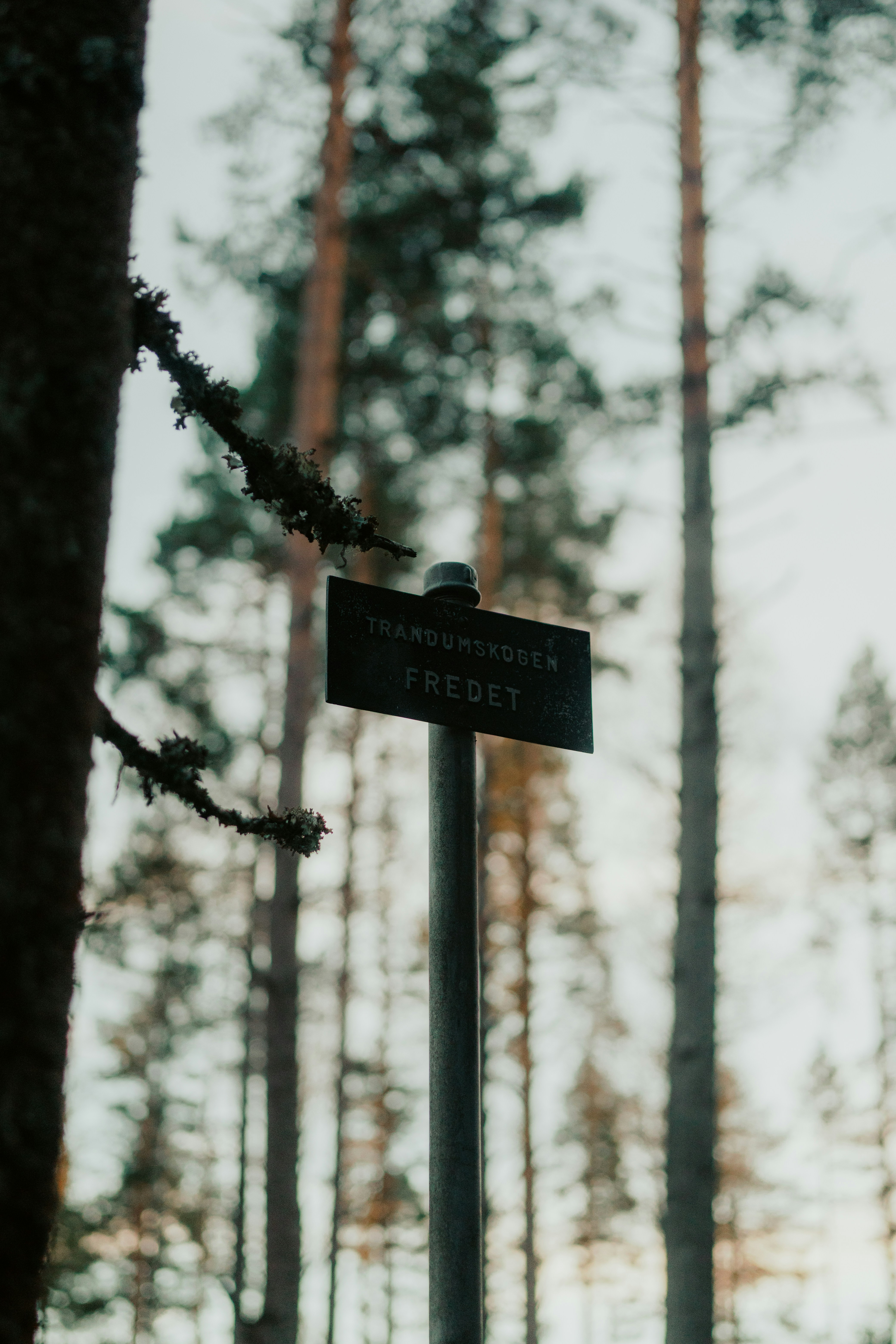 Whispers of the Forest: A Sign of Preservation