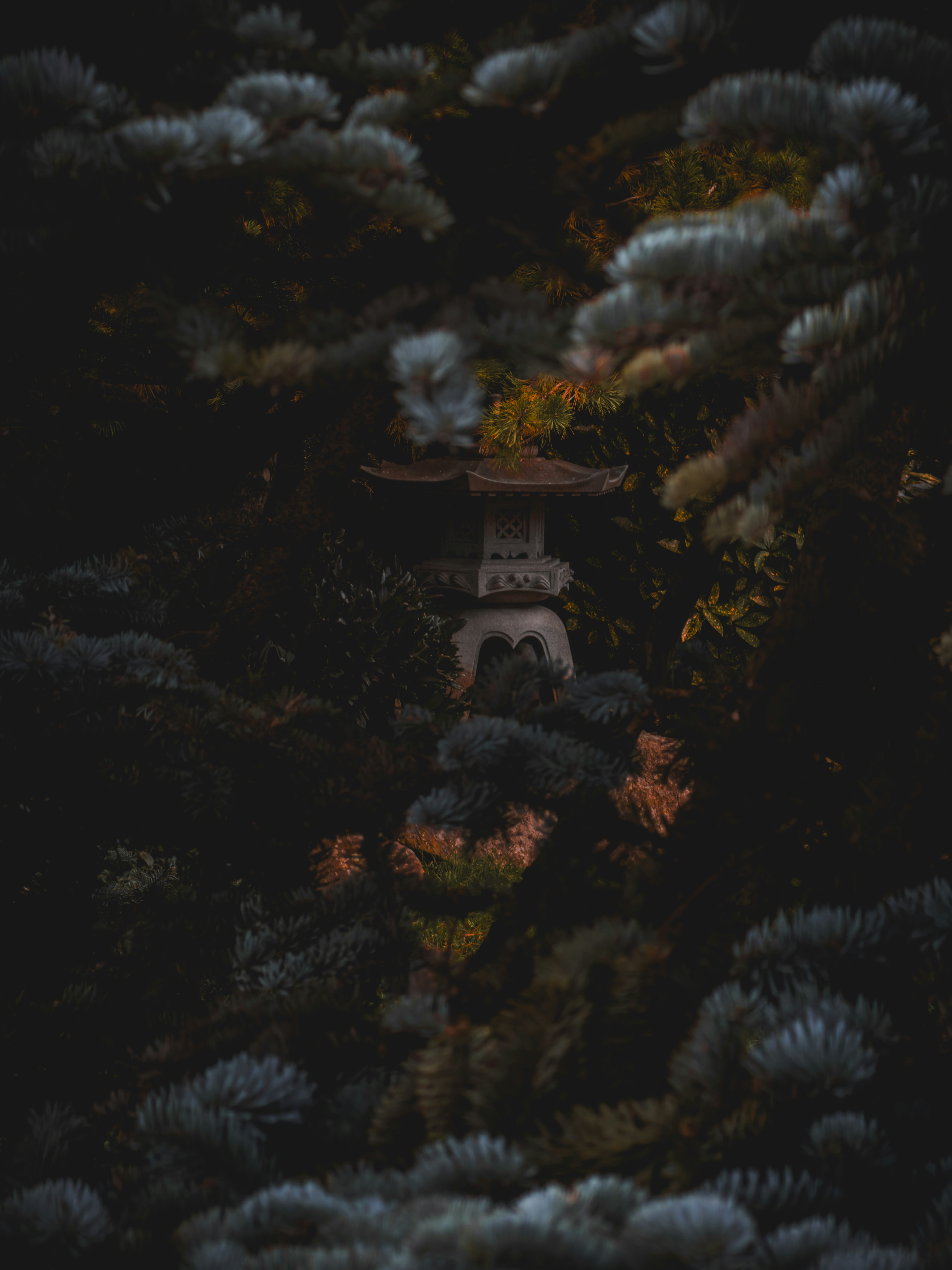 Japanese shrine in between fern tree | Stone lantern in a dark, dense forest setting.