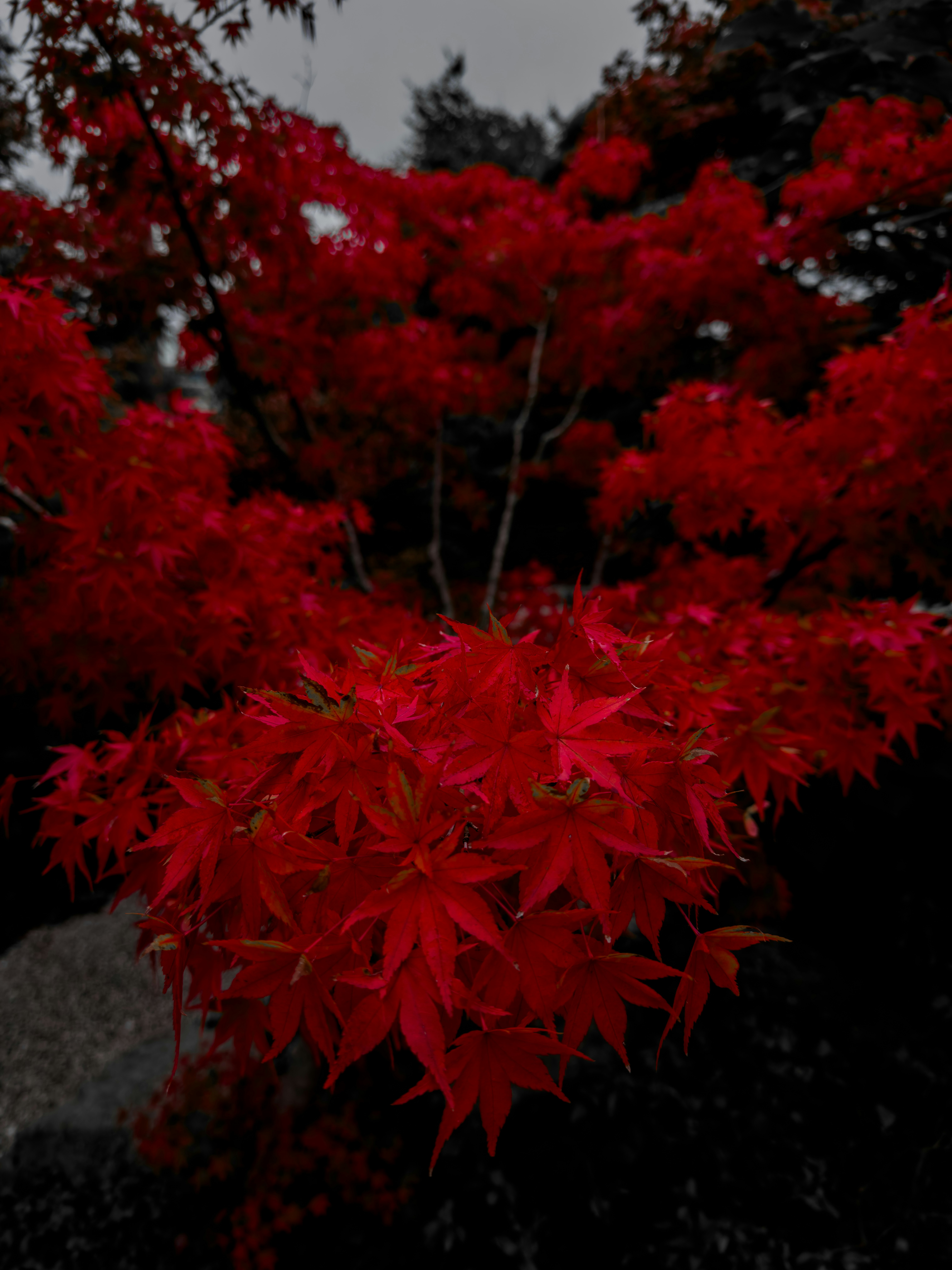 Crimson Canopy: A Maple's Embrace