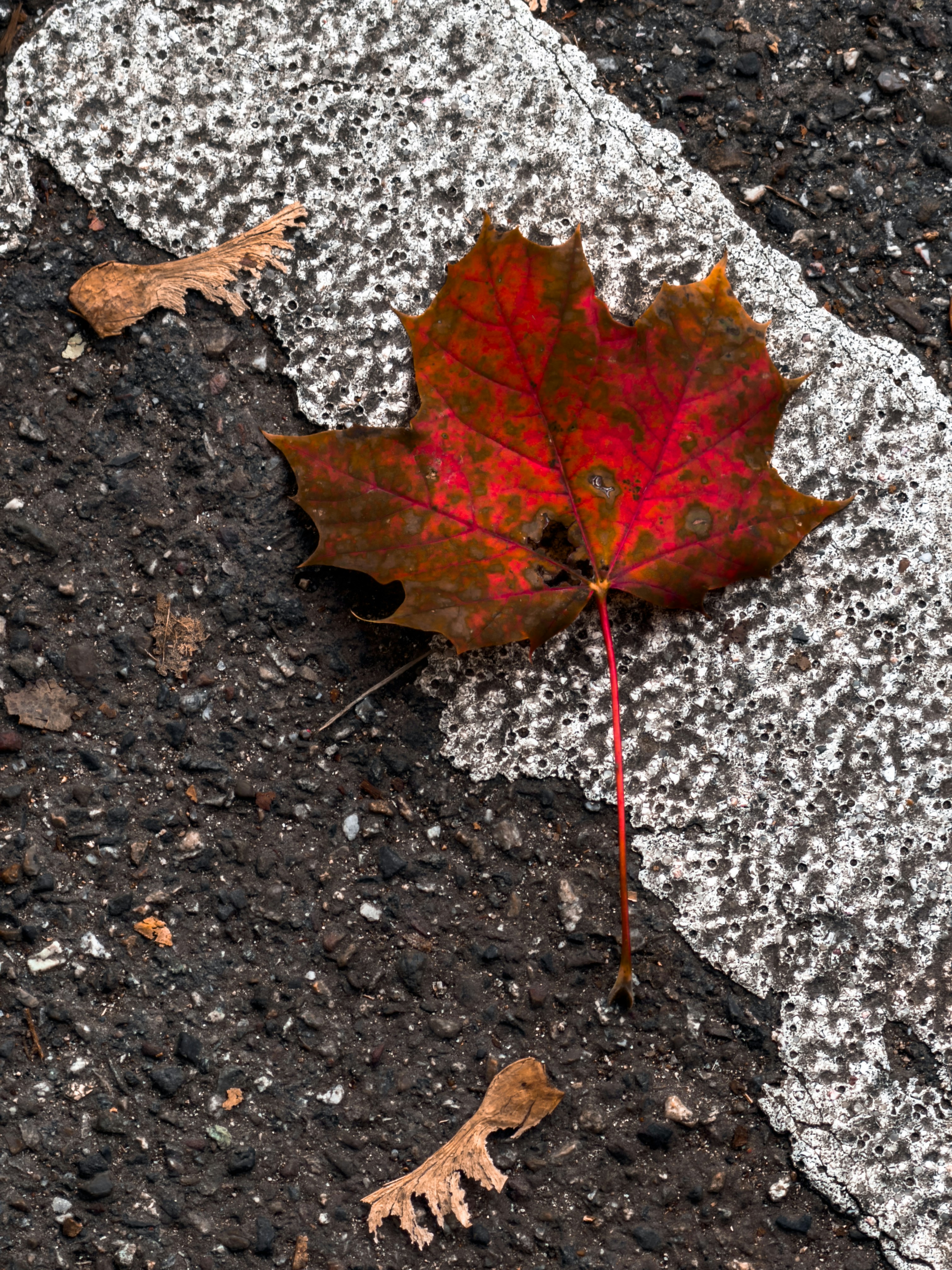 Autumn's Whisper on Pavement