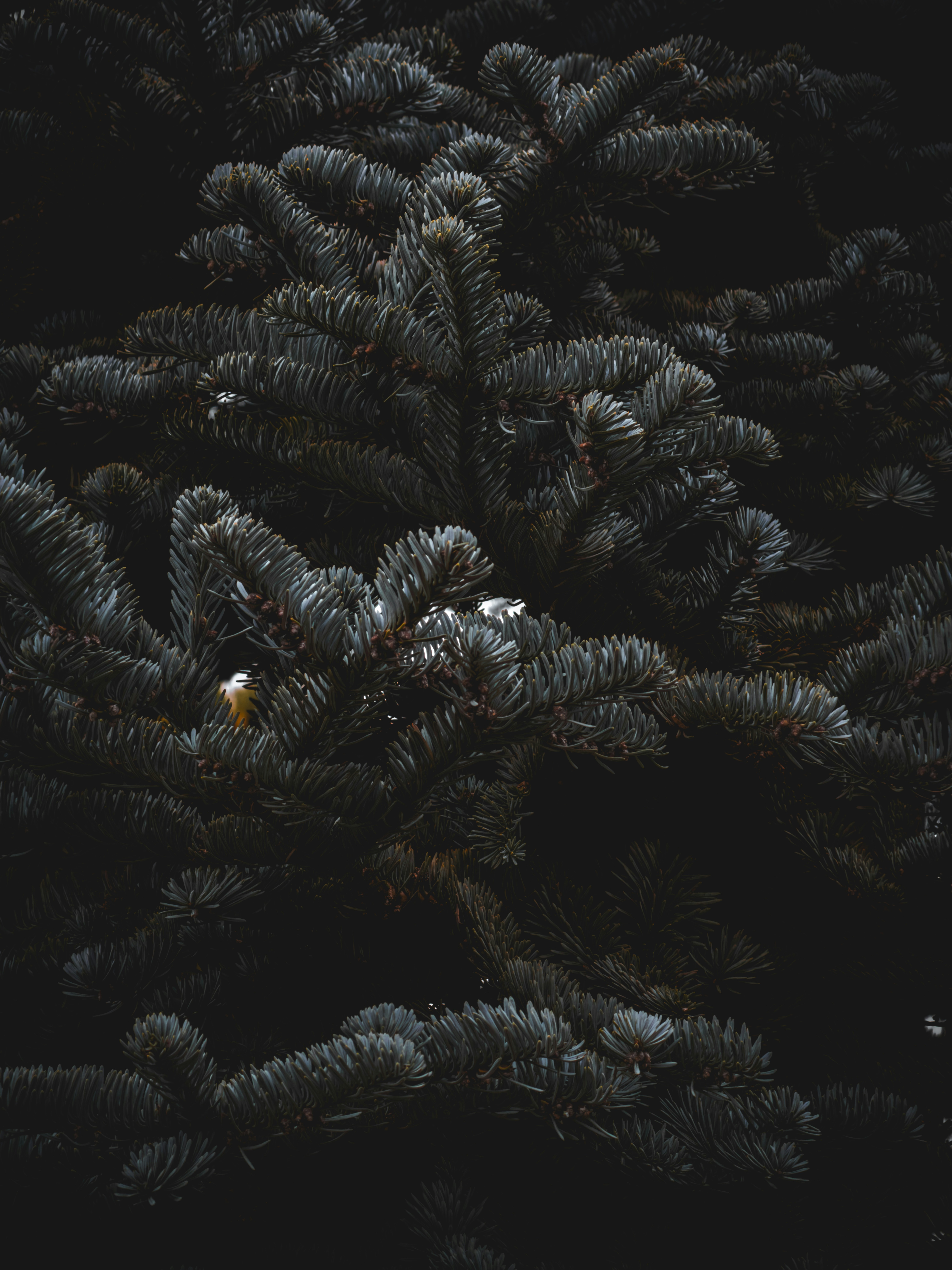 Dark evergreen tree branches with light dusting photo – Free Texture ...