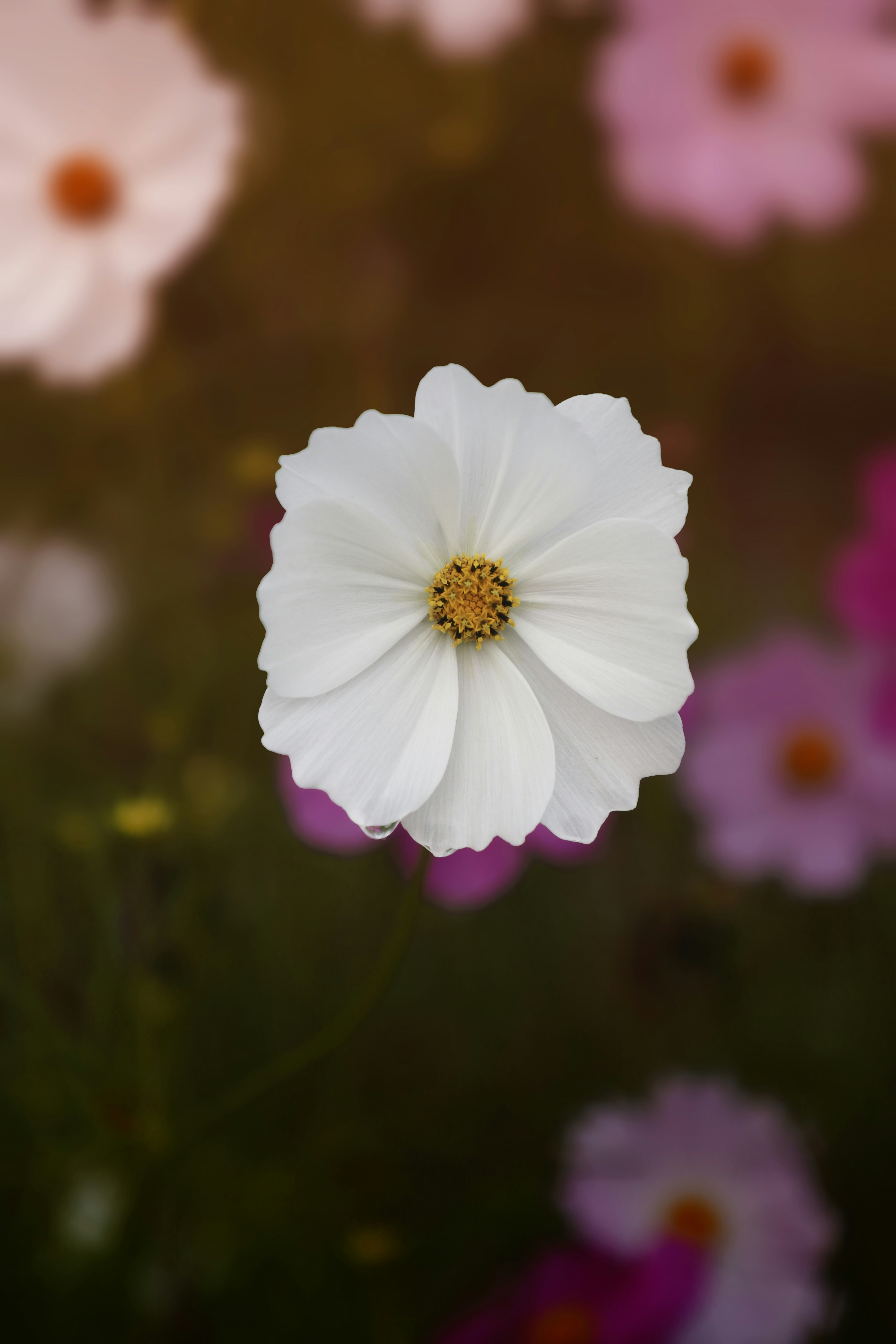 Solitary Elegance: The White Blossom Amidst a Colorful Canvas