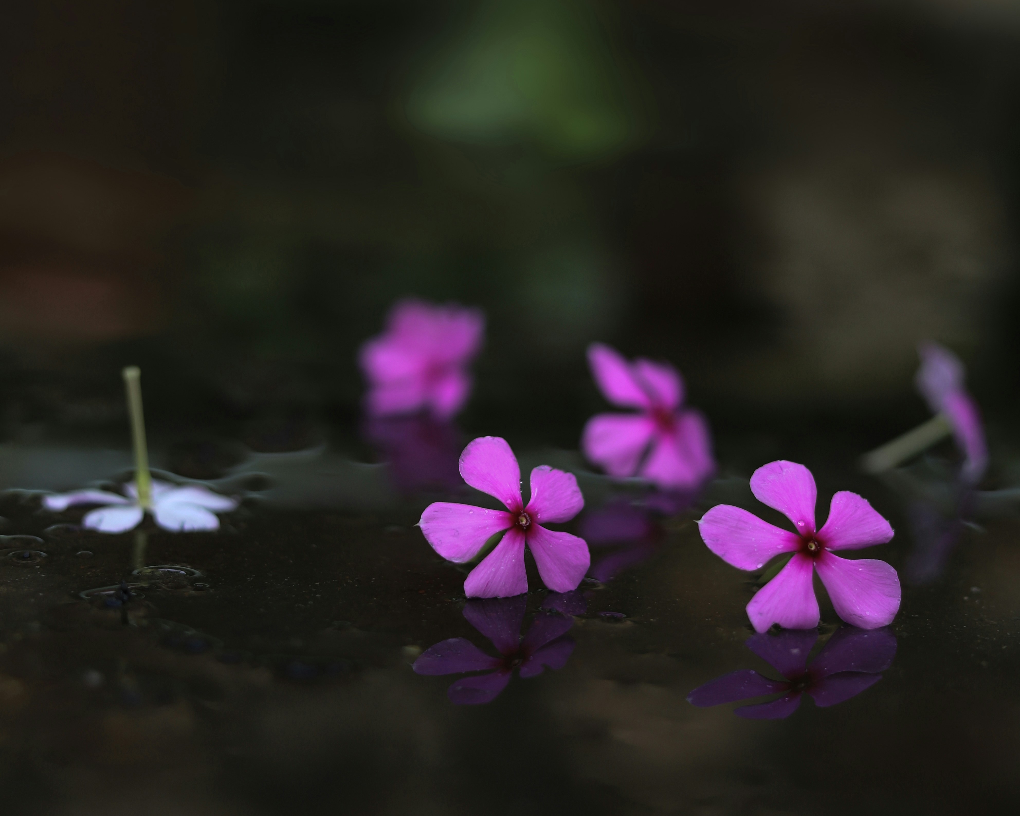 Whispers of Nature: A Floral Reflection