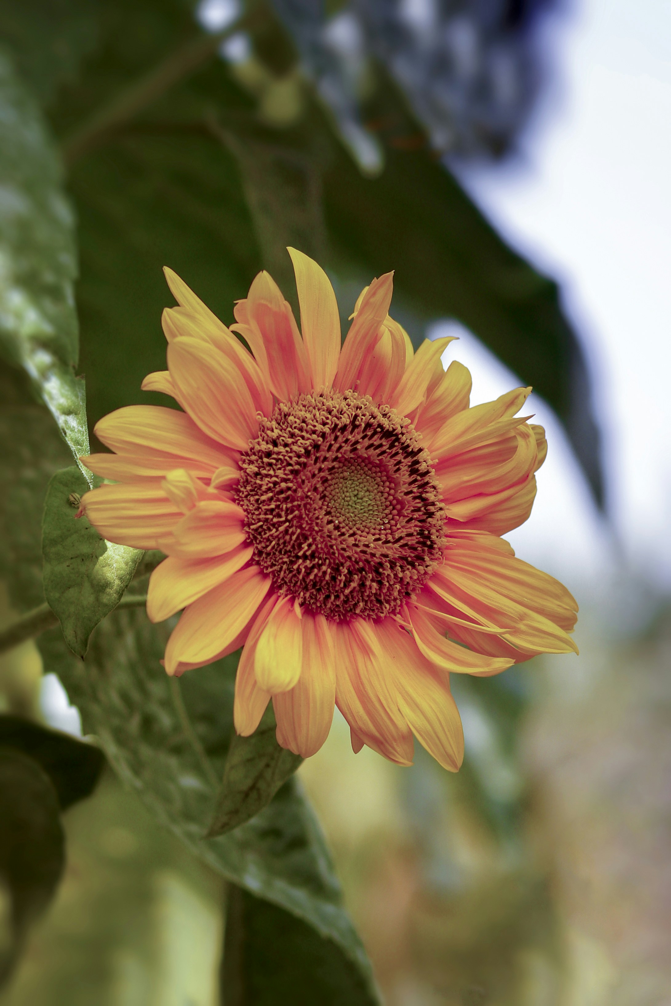 Sunlit Blossom: A Floral Embrace
