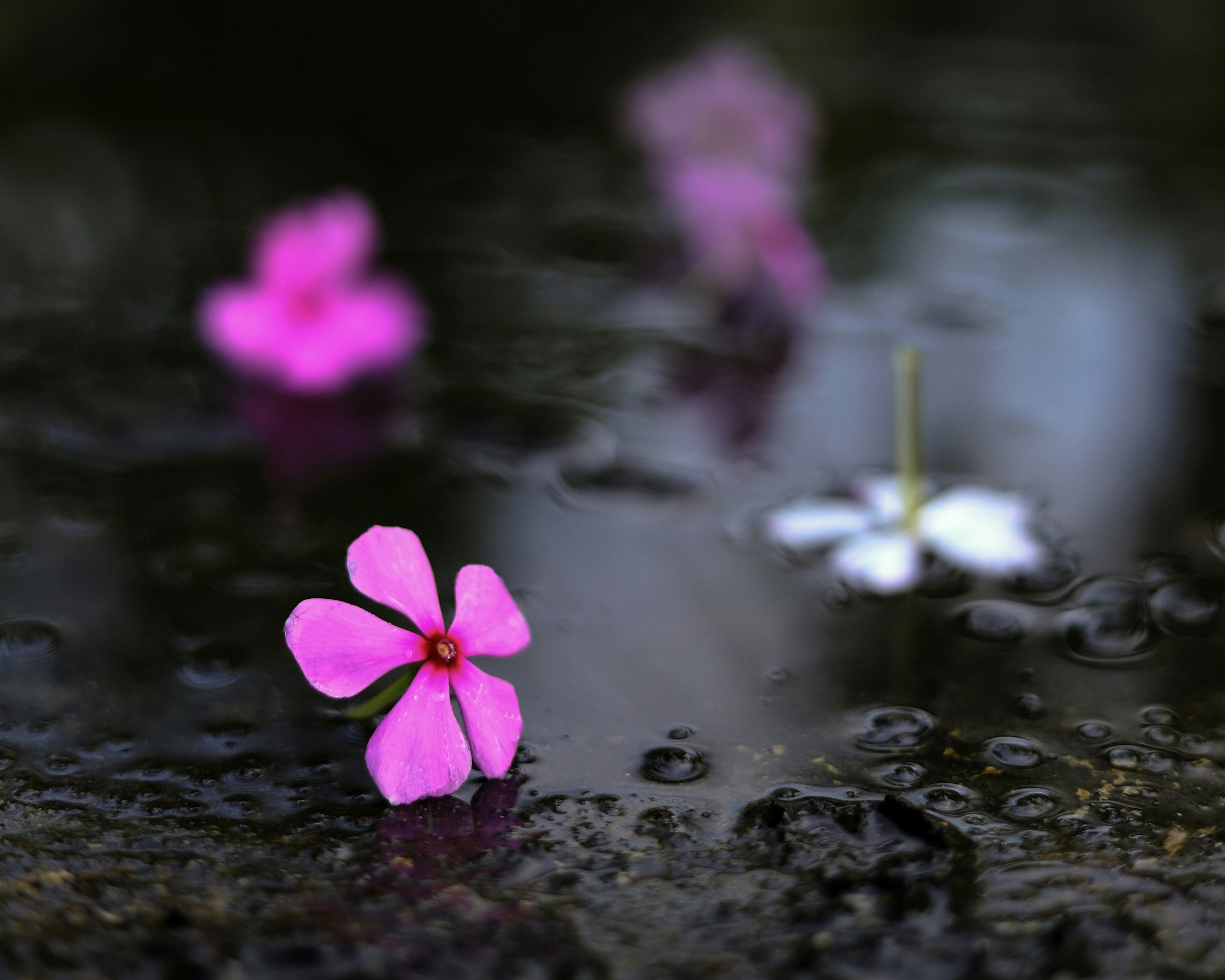 Petals Adrift in a Rainy Reverie