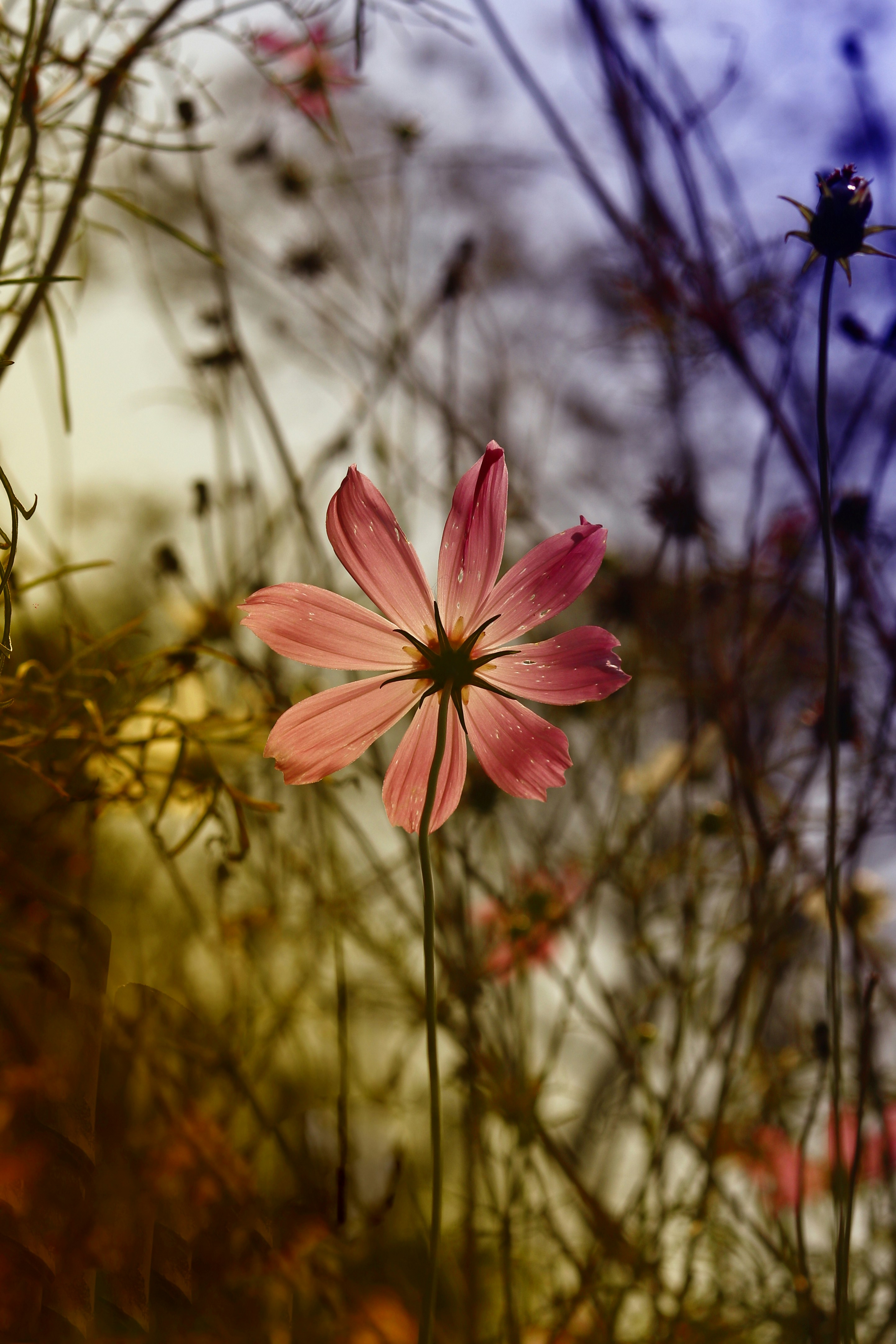 A solitary pink cosmos flower blooms amongst dry stalks.