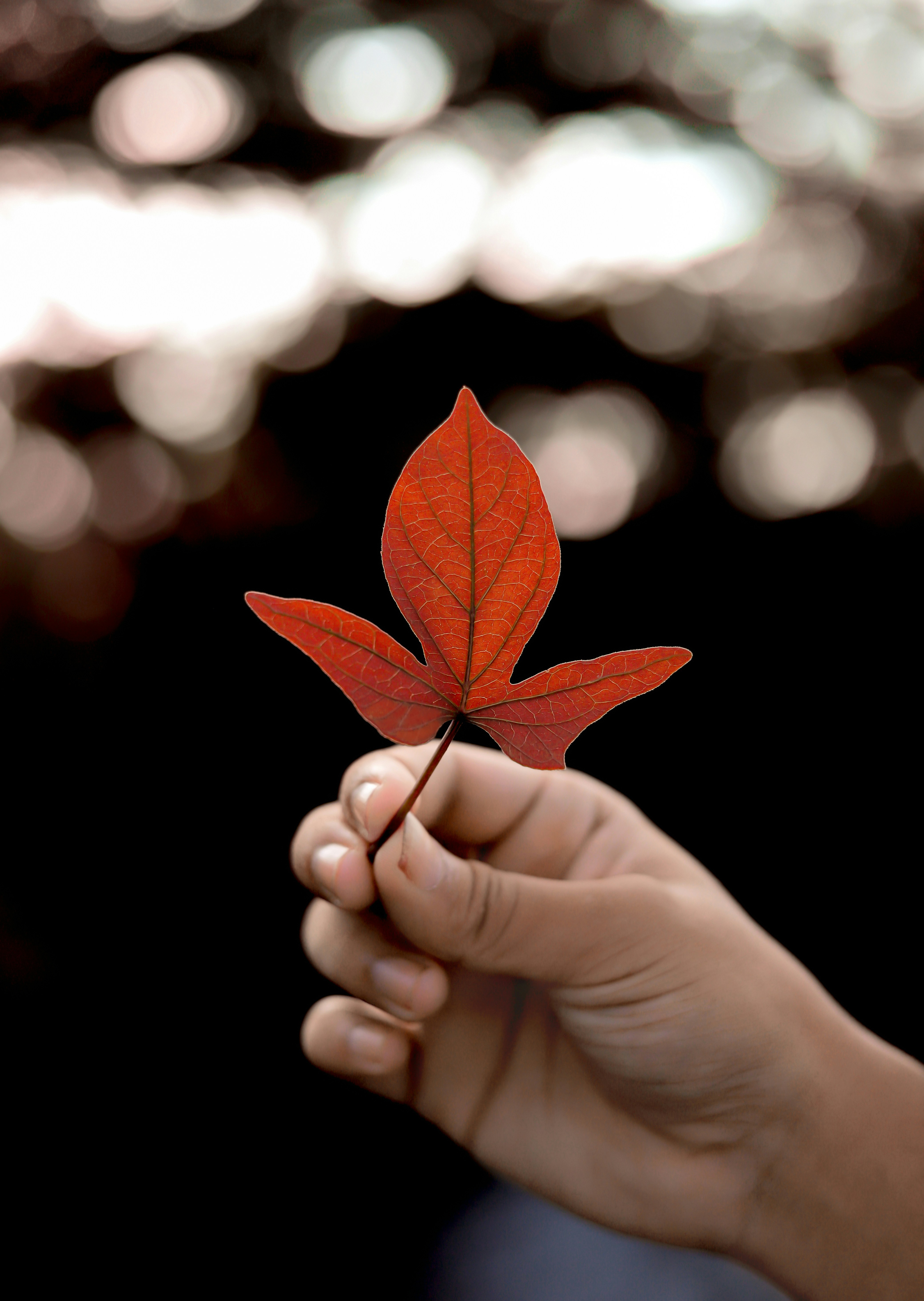 Crimson Elegance: A Leaf in Hand