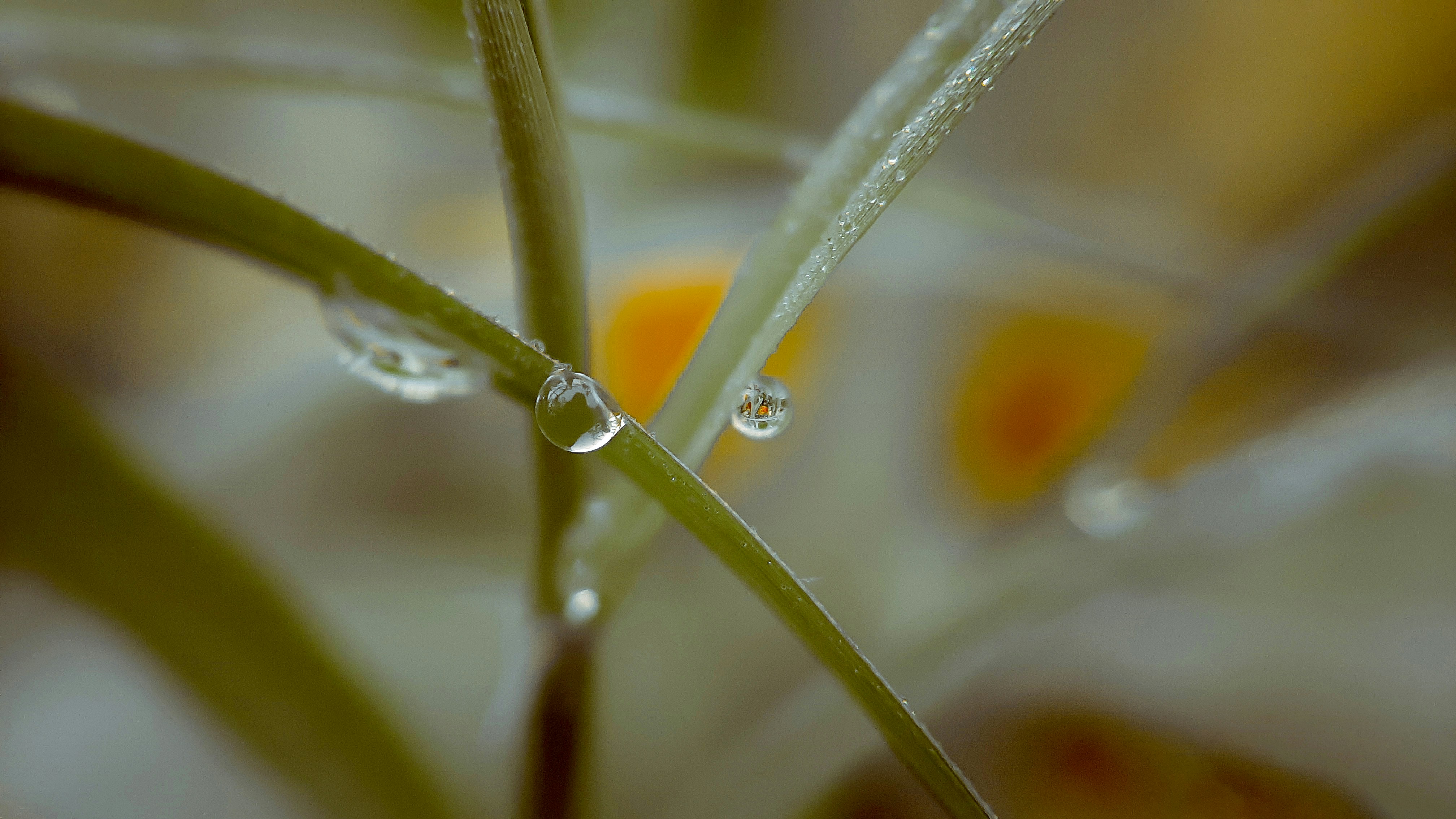 Whispers of Nature: A Macro Symphony