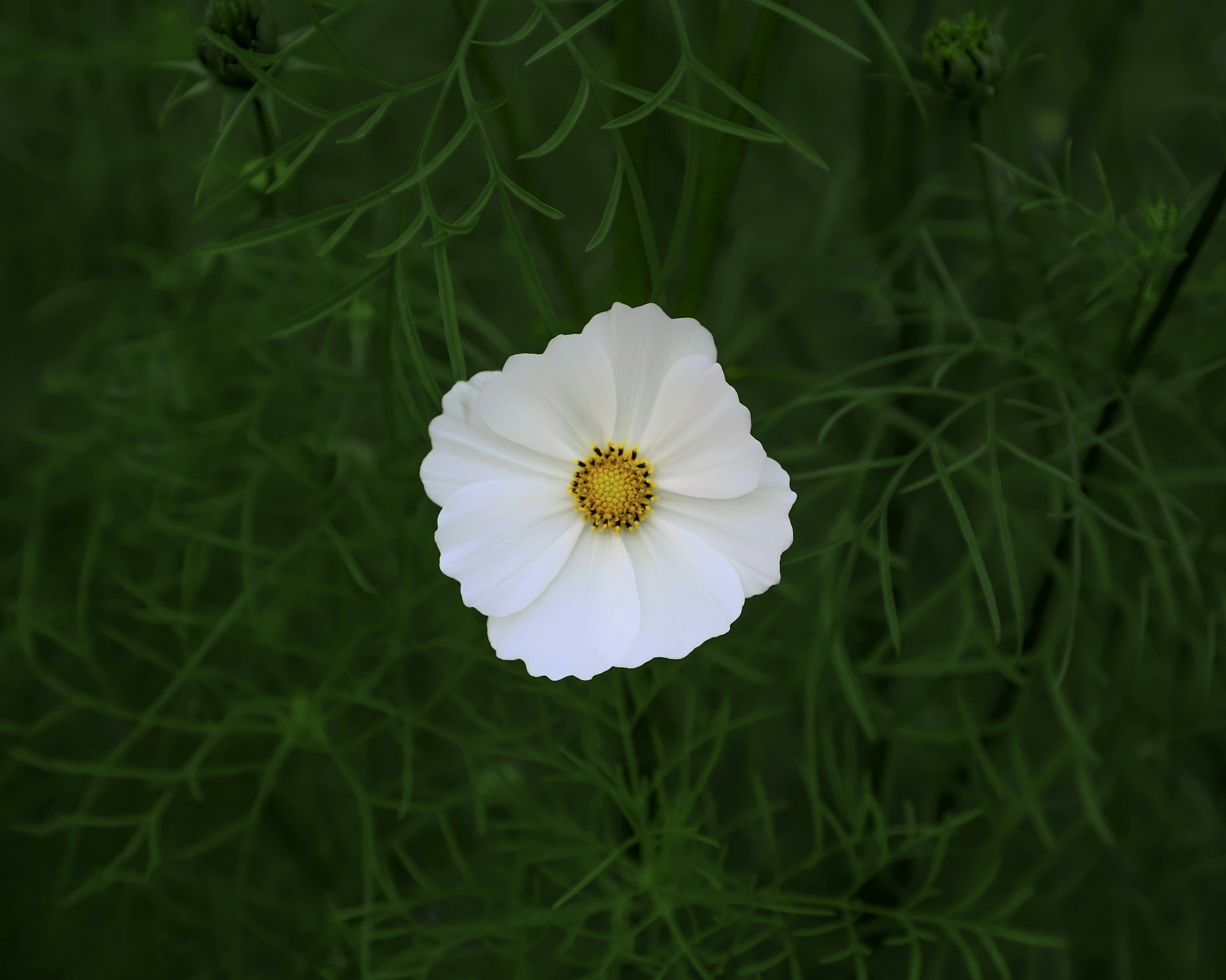 A solitary white flower stands out against a backdrop of lush green foliage, showcasing its intricate petals and vibrant yellow center.