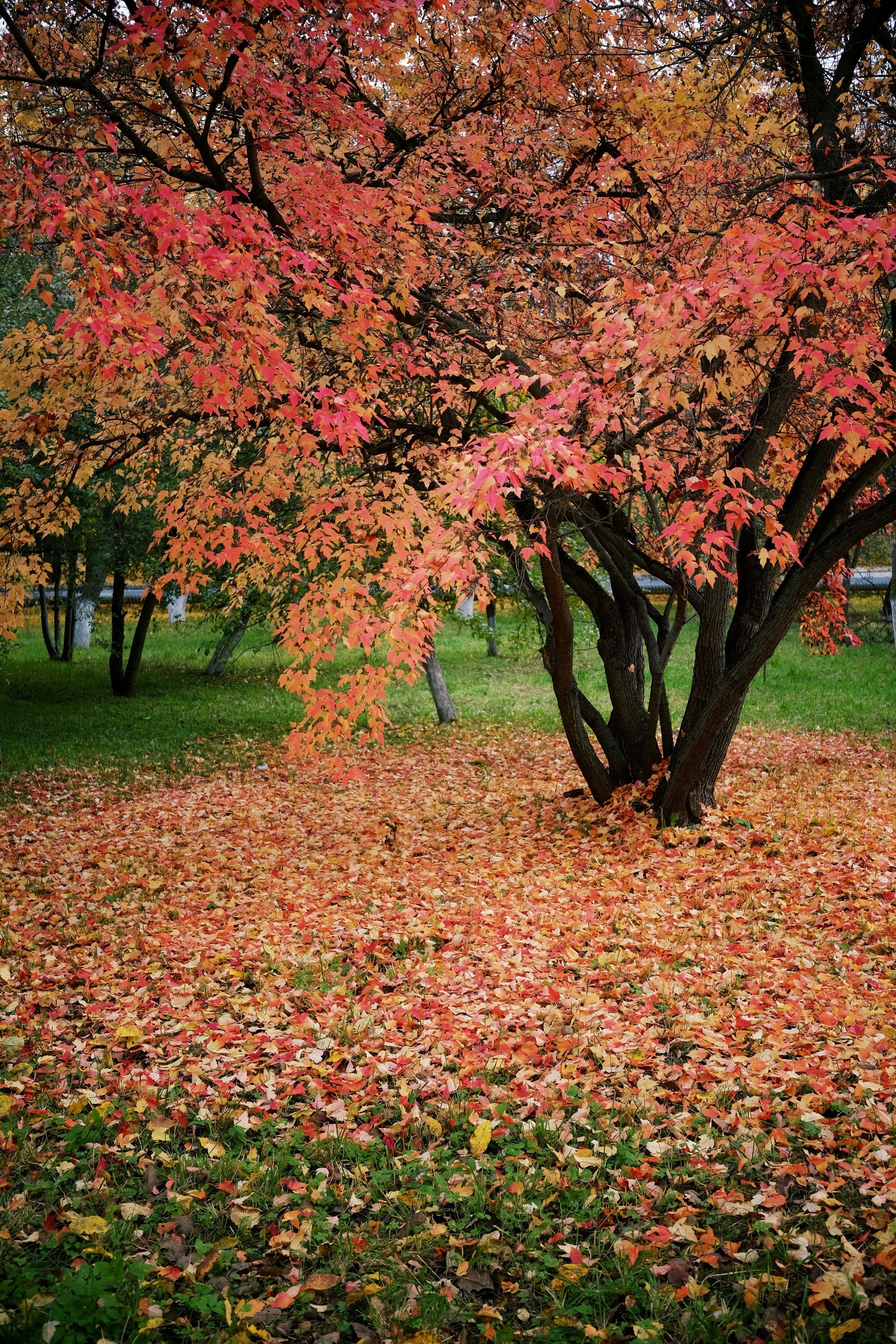 Autumn's Embrace: A Tapestry of Color