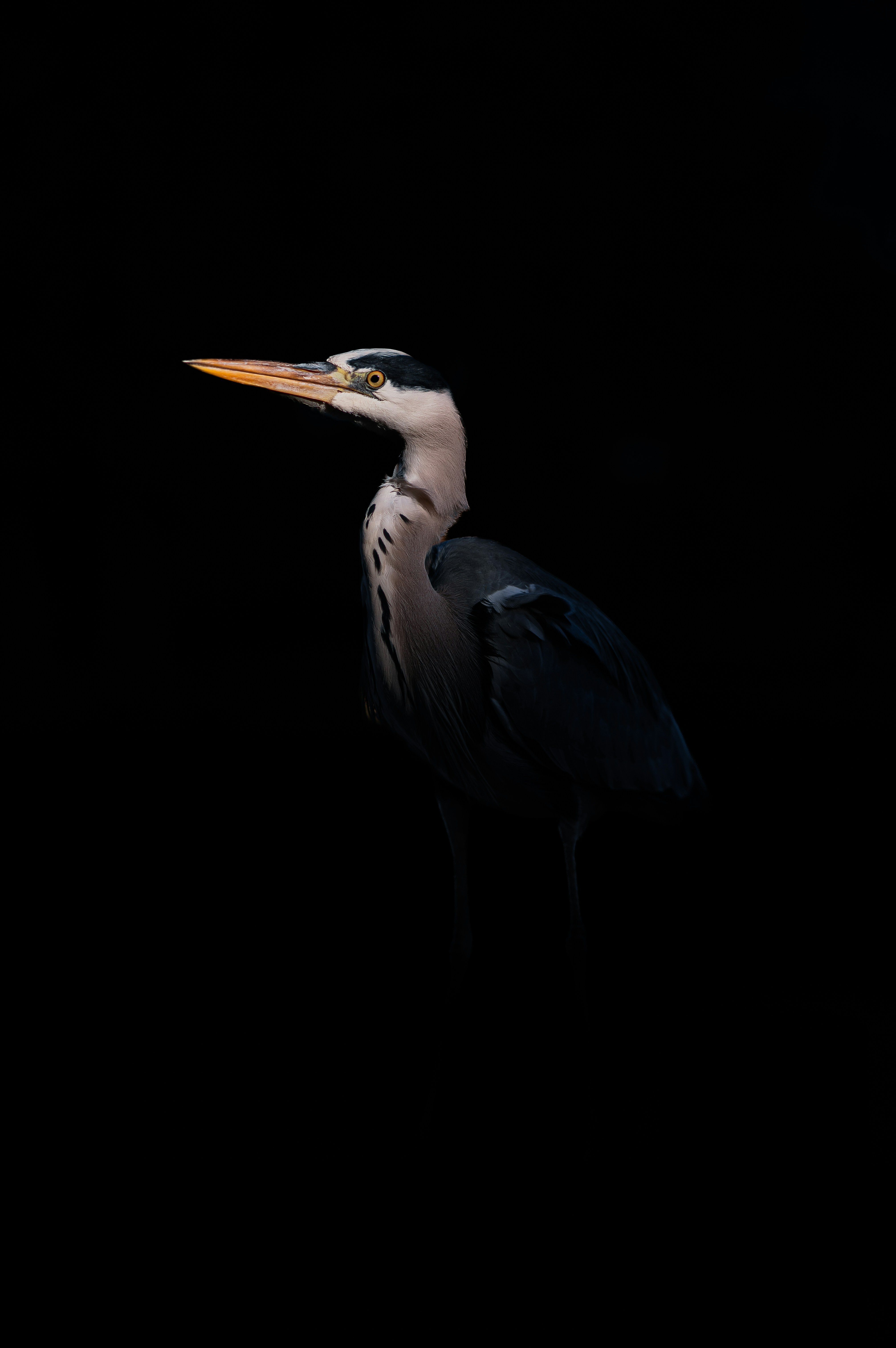 A grey heron stands against a black background