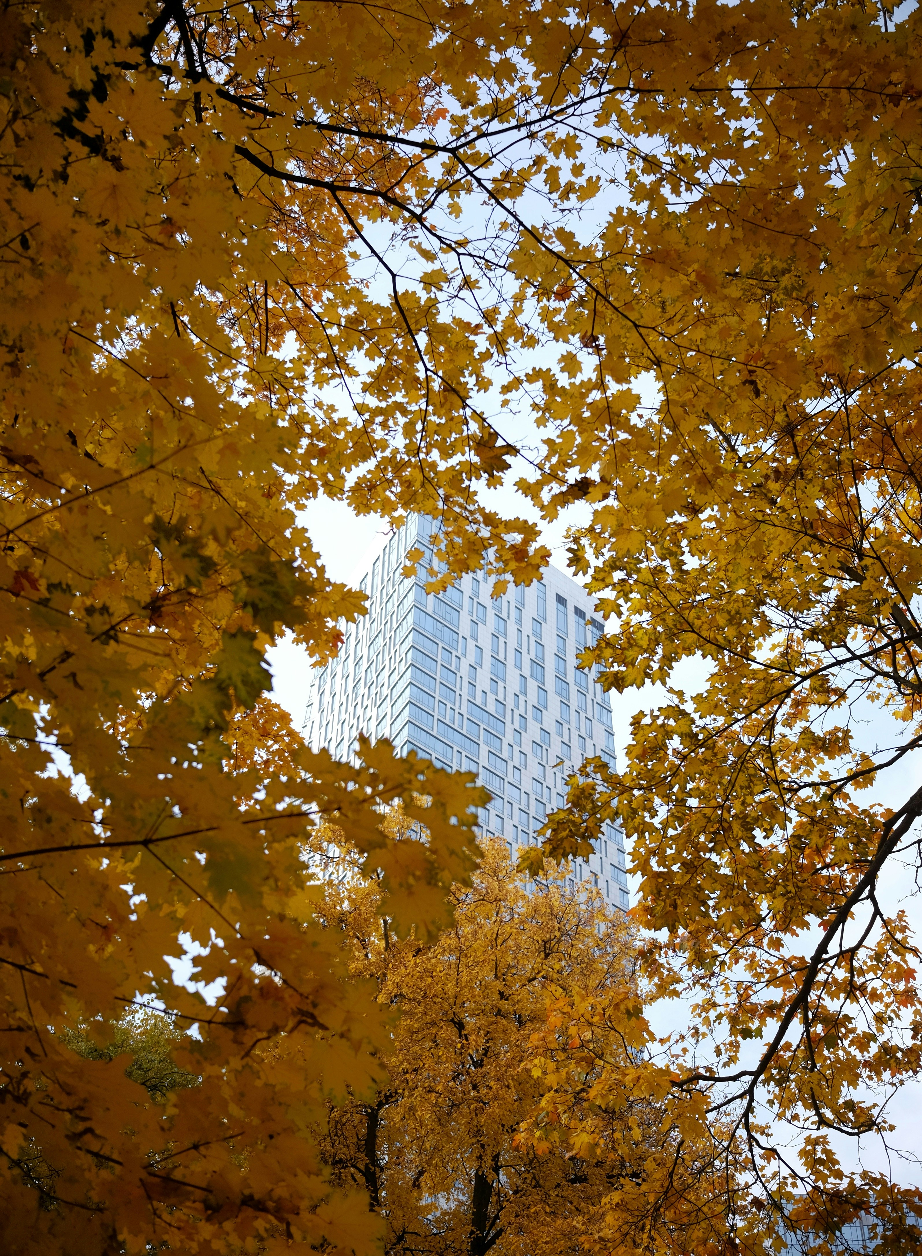Urban Oasis Framed by Autumn's Embrace
