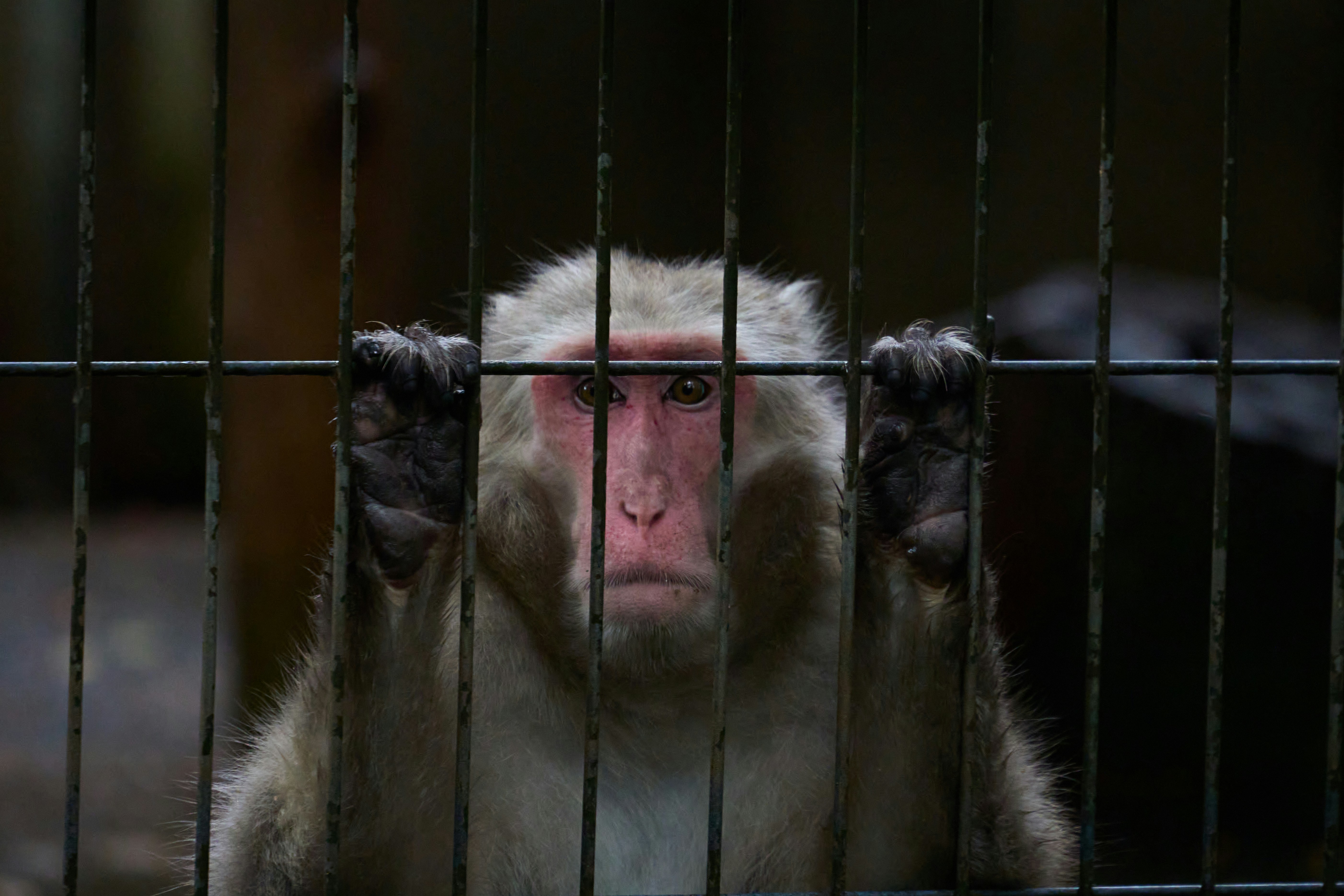 A monkey gazes through the bars of its enclosure, conveying a sense of longing and confinement. The stark contrast emphasizes the animal's emotions.