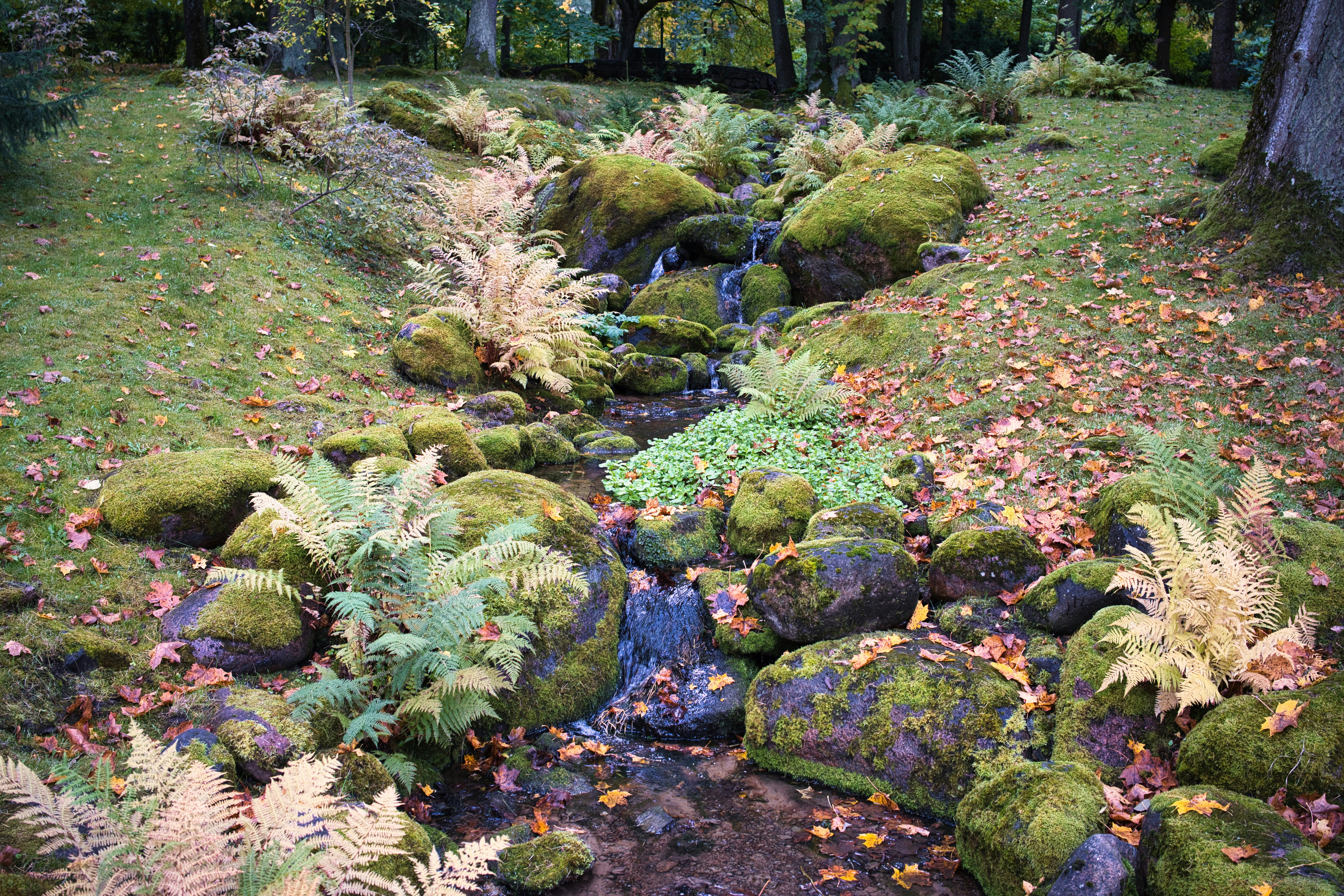 Whispers of Autumn: A Tranquil Stream's Embrace