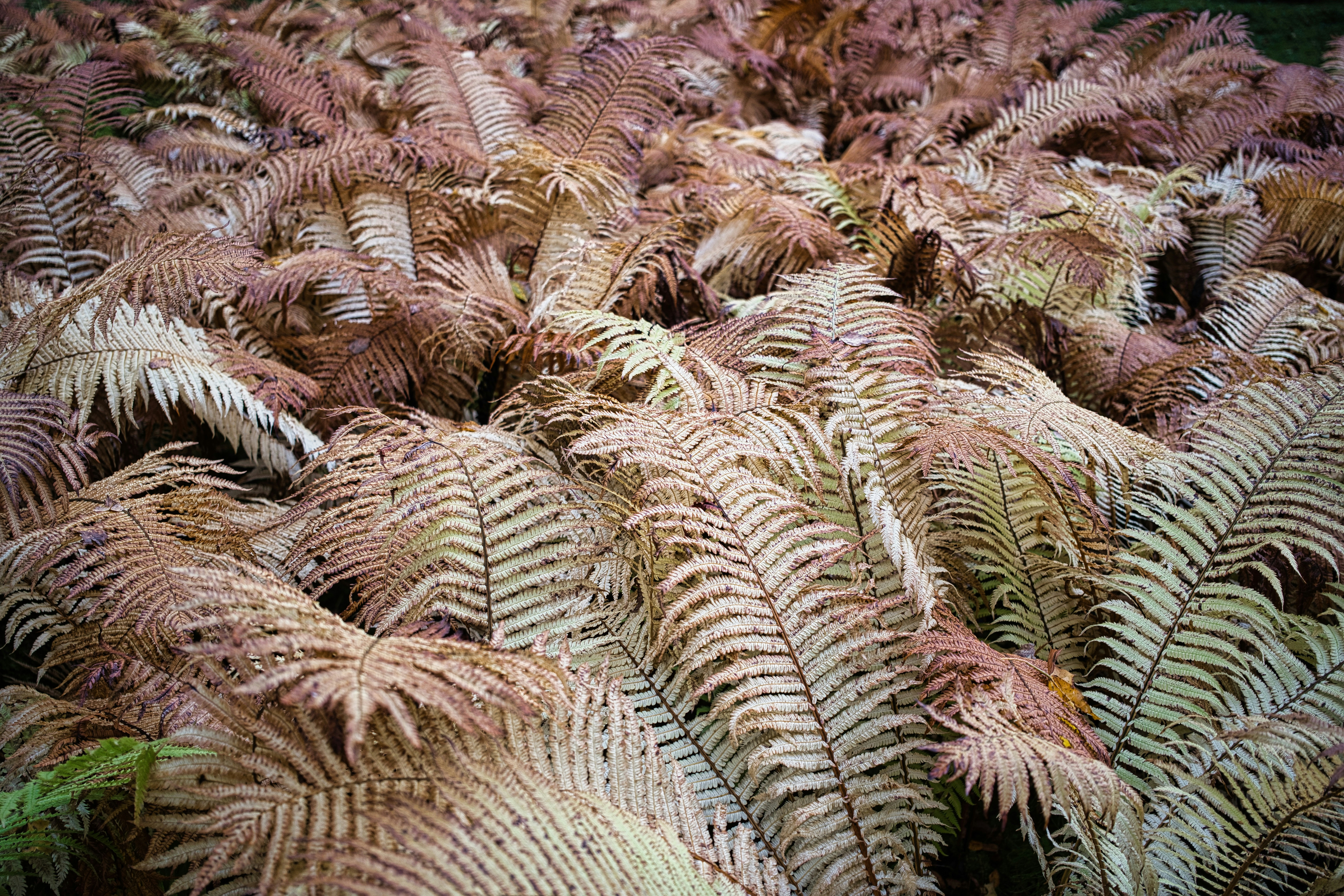 Dry brown ferns covering the forest floor
