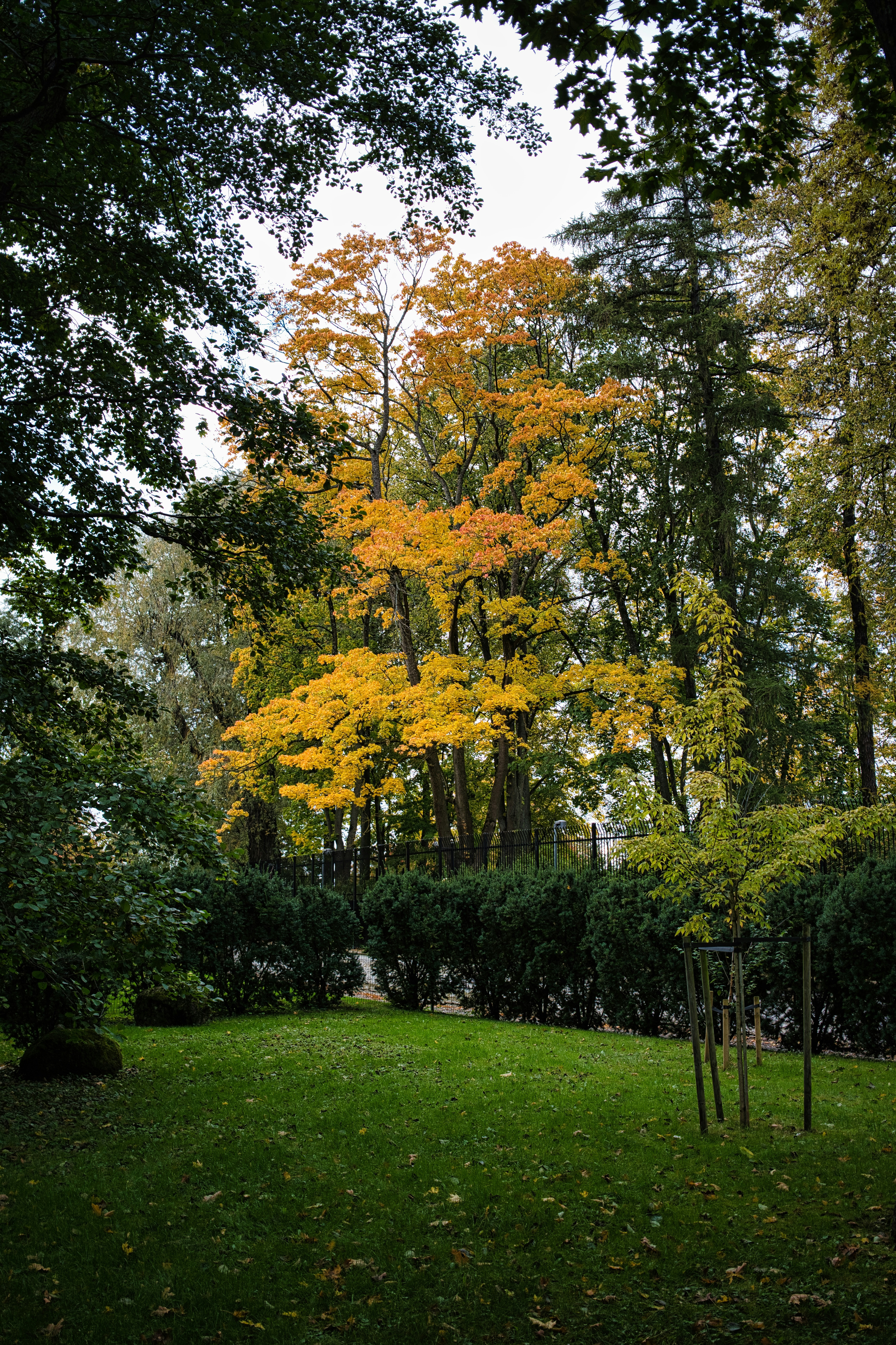 Autumn trees with vibrant yellow leaves in a park.