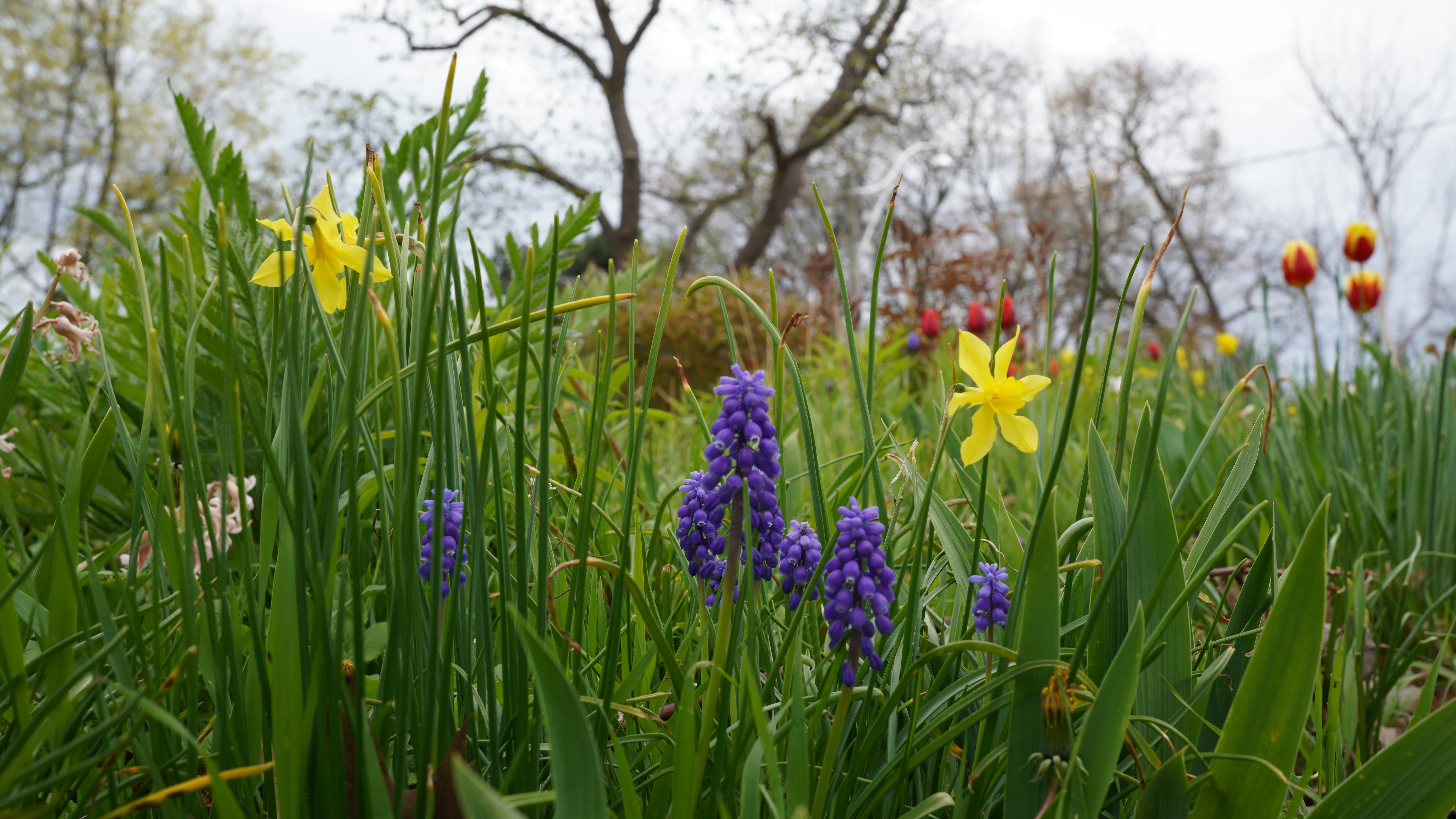Whispers of Spring: A Floral Tapestry