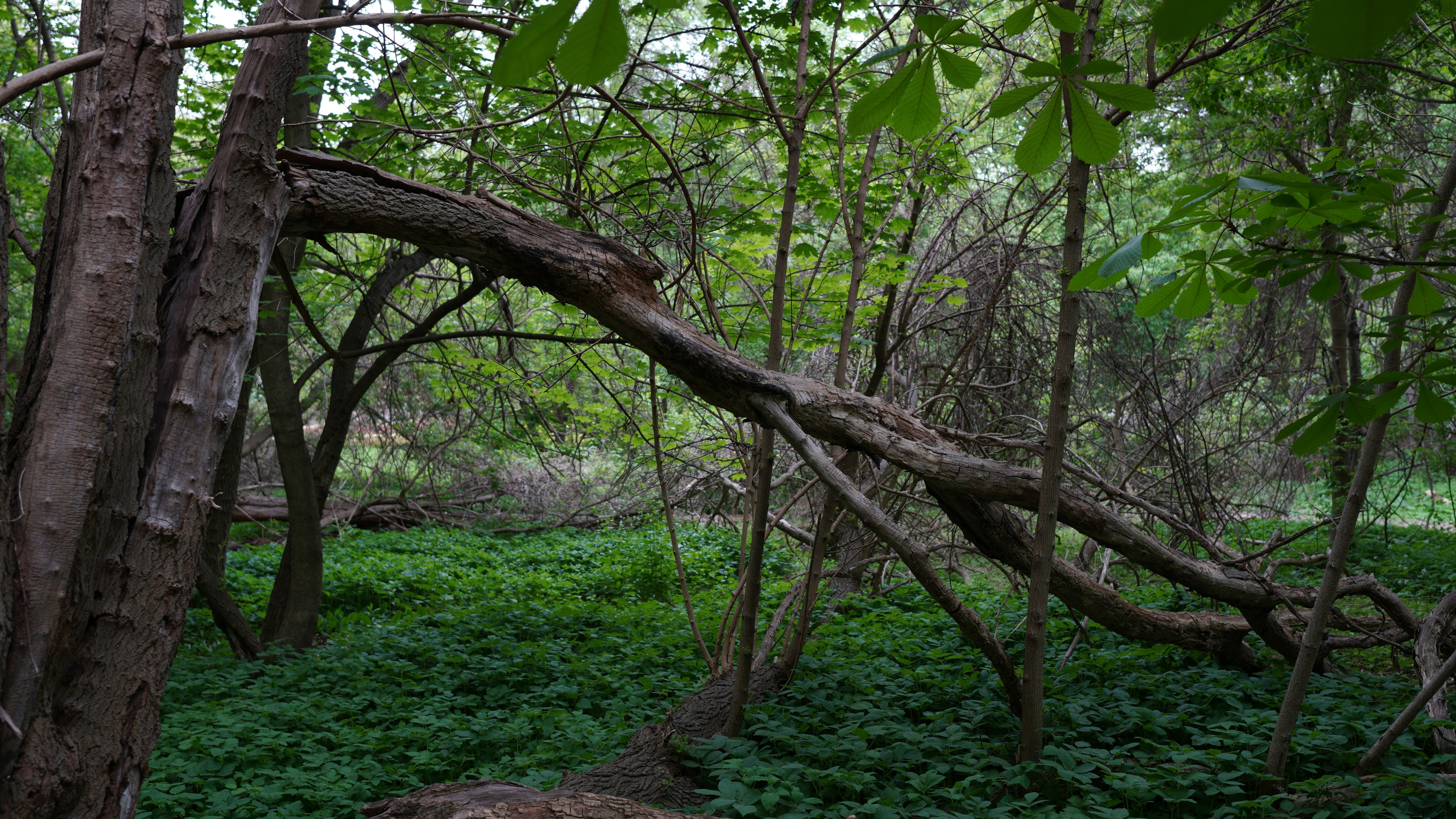 A fallen tree lies across a lush green forest floor.