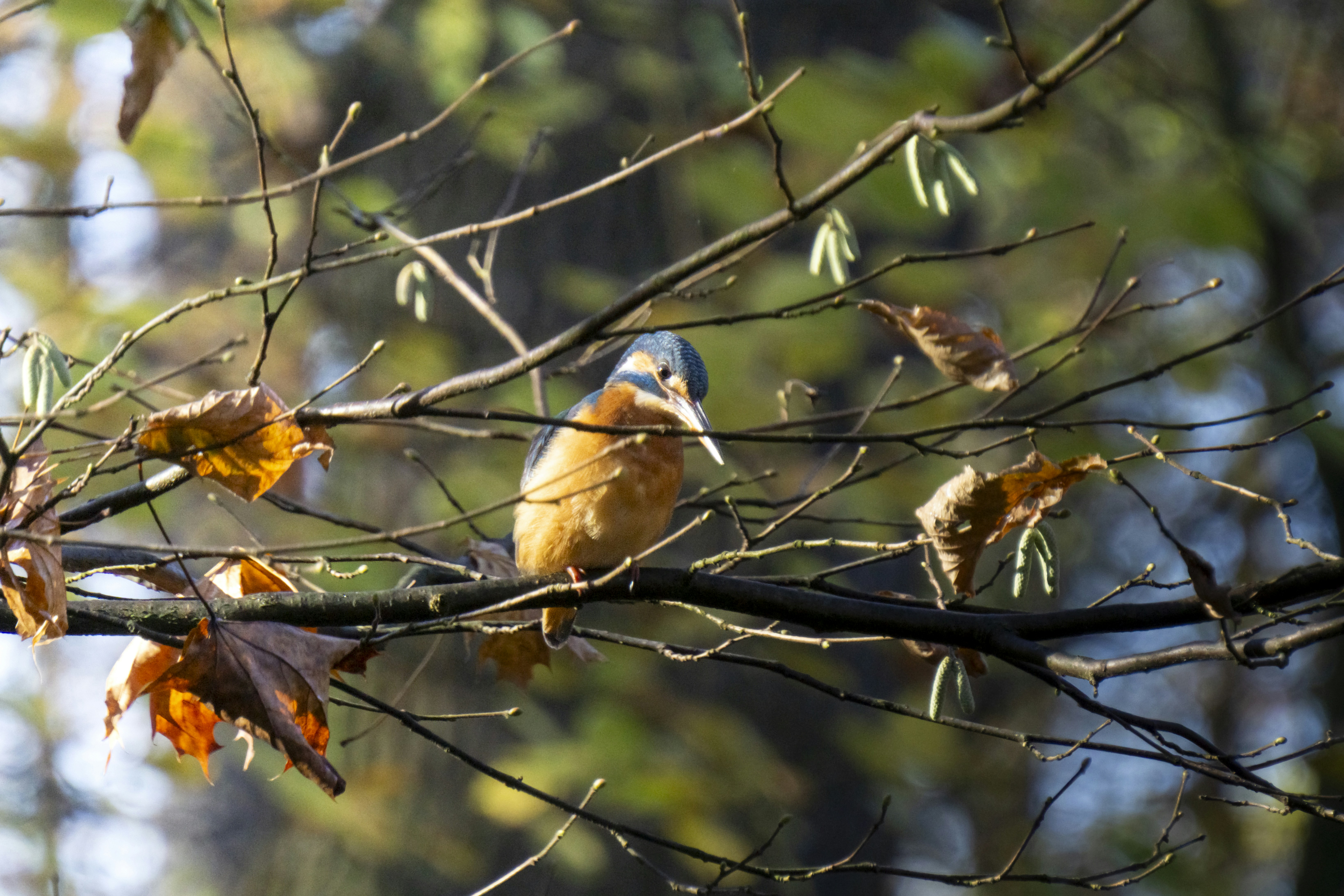 A kingfisher perched on a branch surrounded by autumn leaves, showcasing vibrant colors against a blurred background.