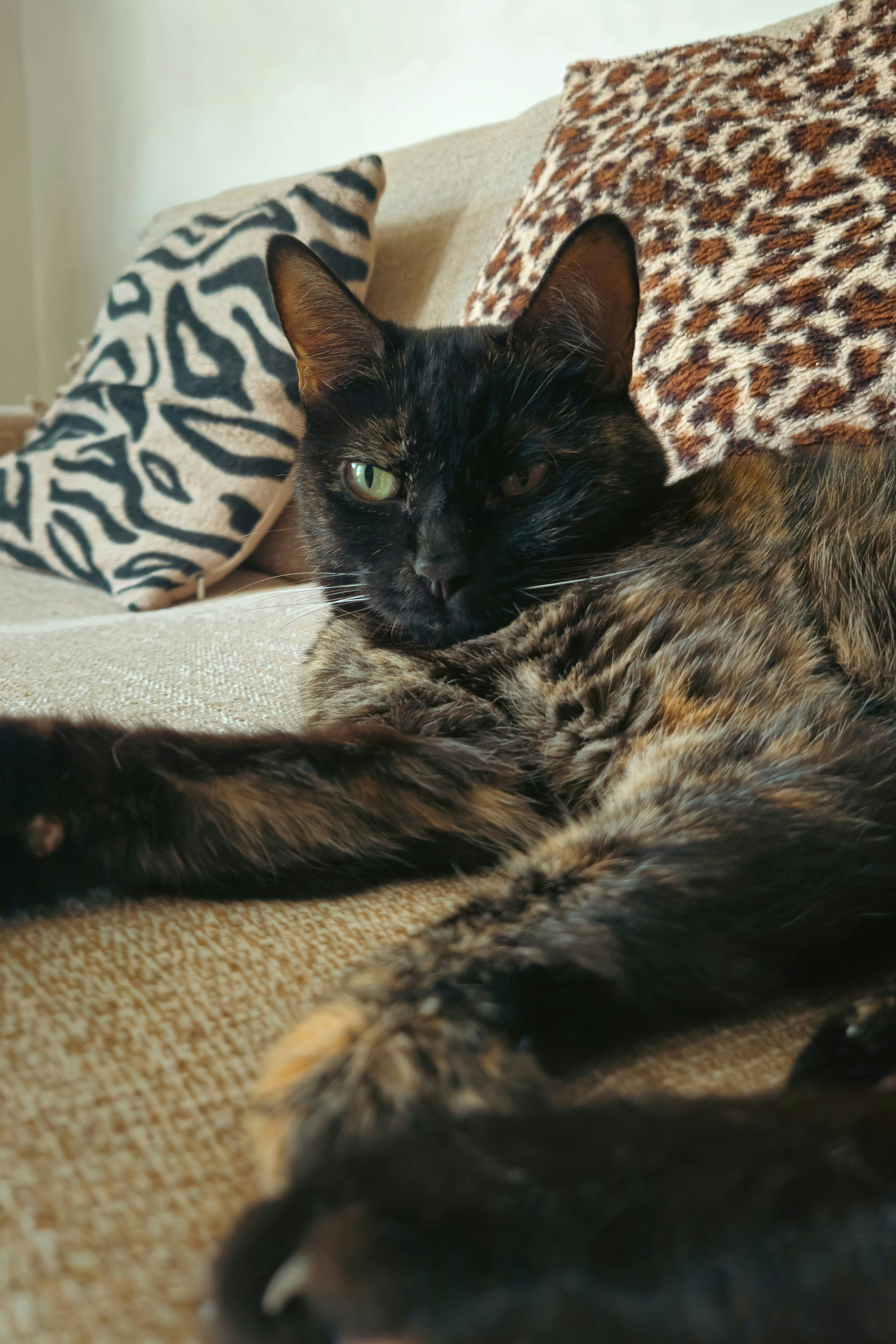 Whiskered Serenity Amidst Textured Comfort