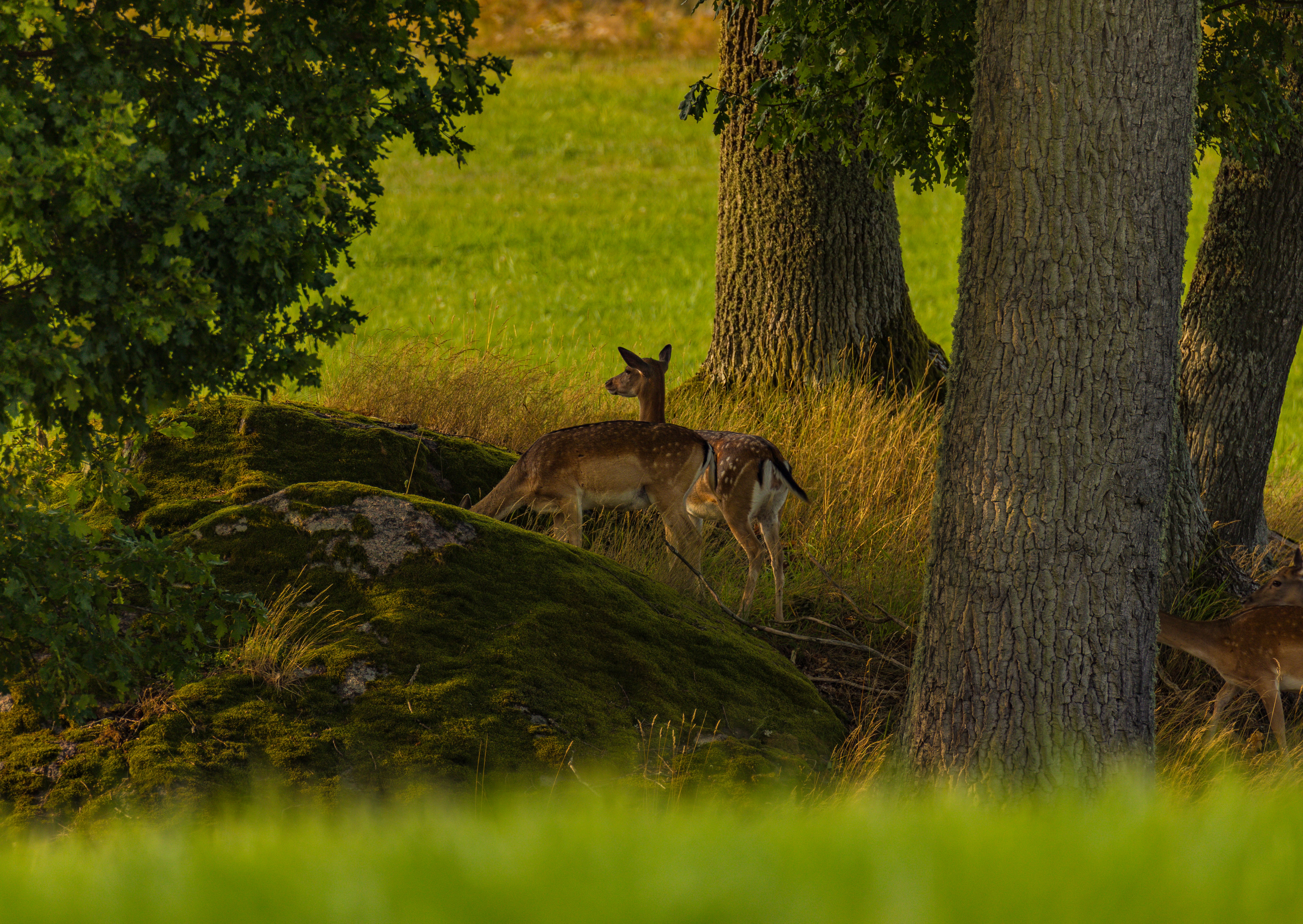 Deer walking through a grassy field with trees