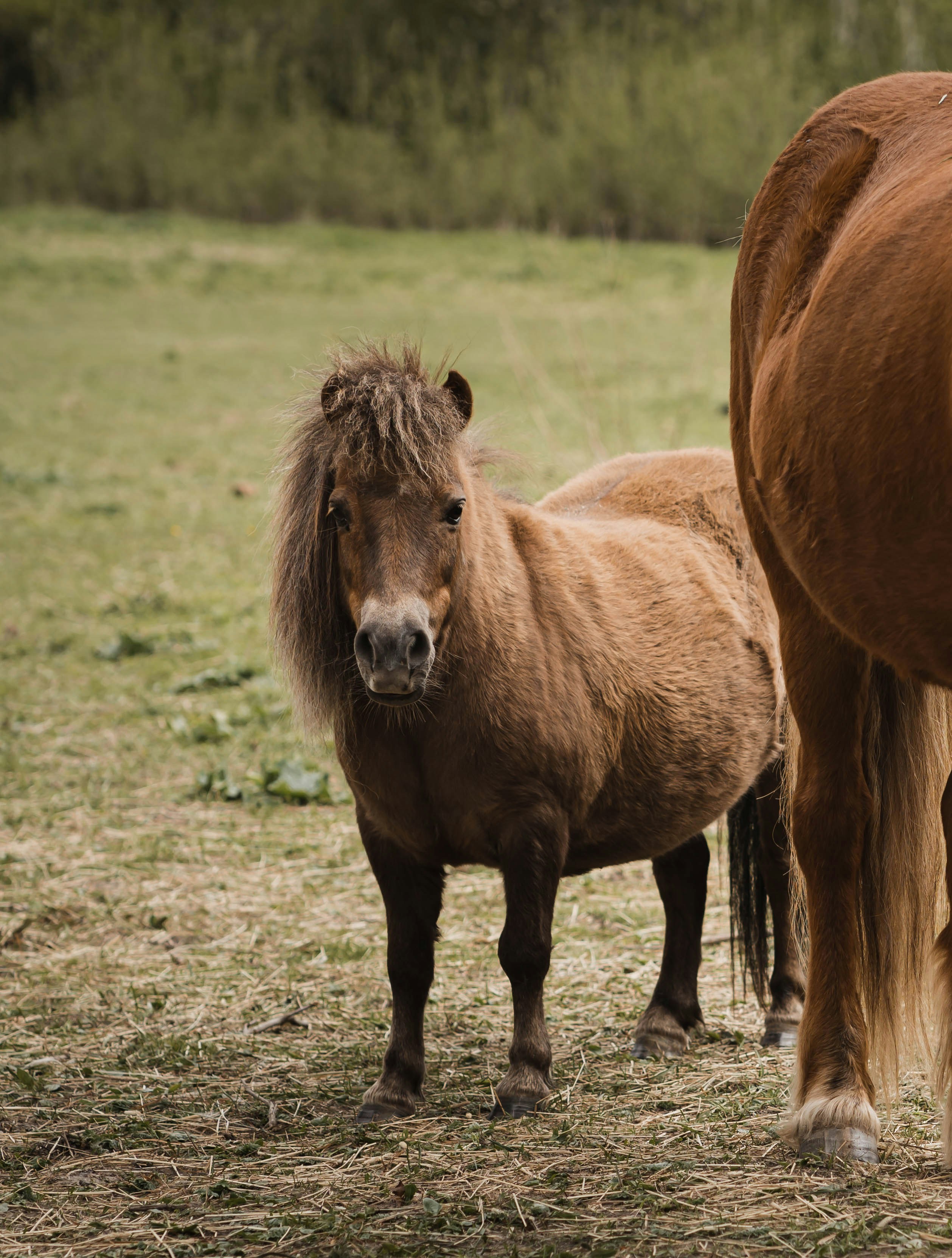 A small brown pony stands in a grassy field.